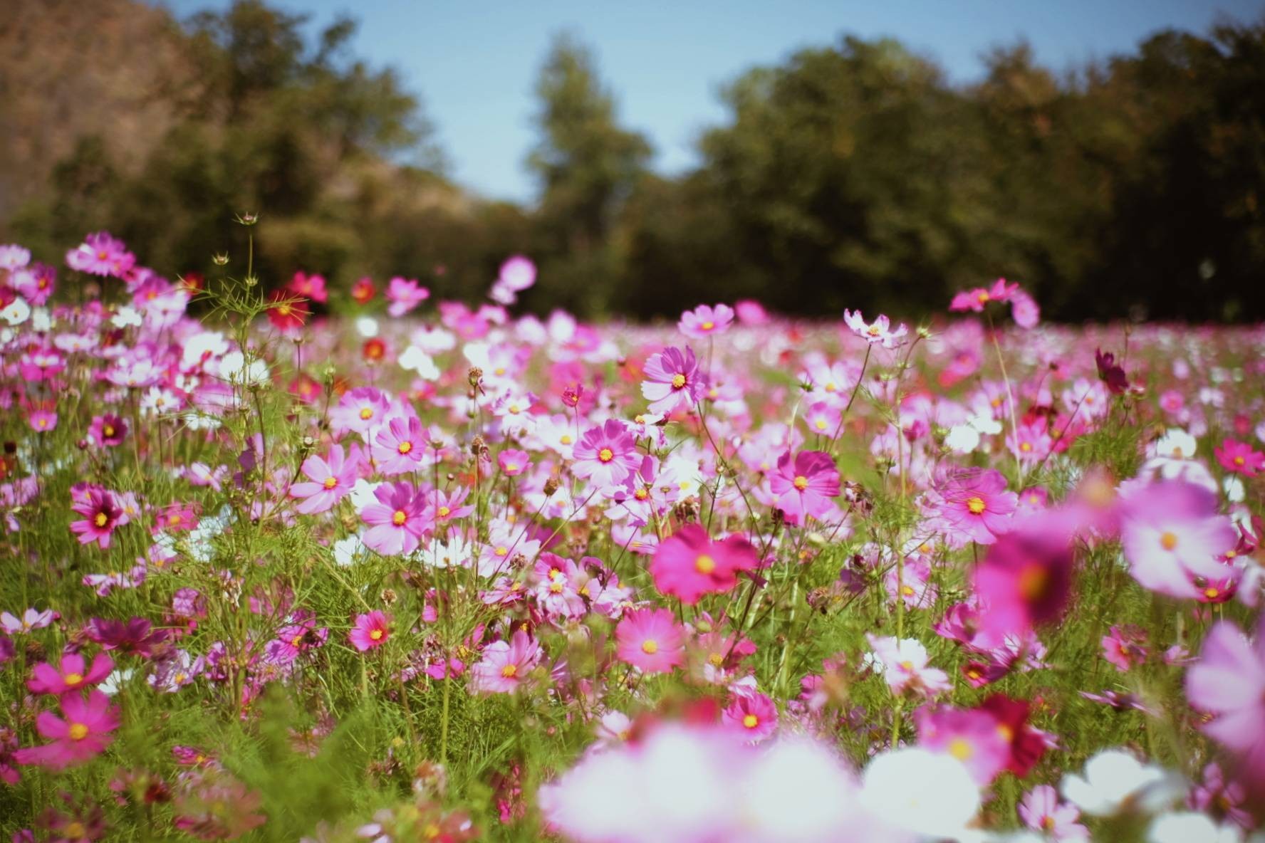 เปิดแล้วจ้า Jim Thompson Farm 2019 - Wongnai Travel