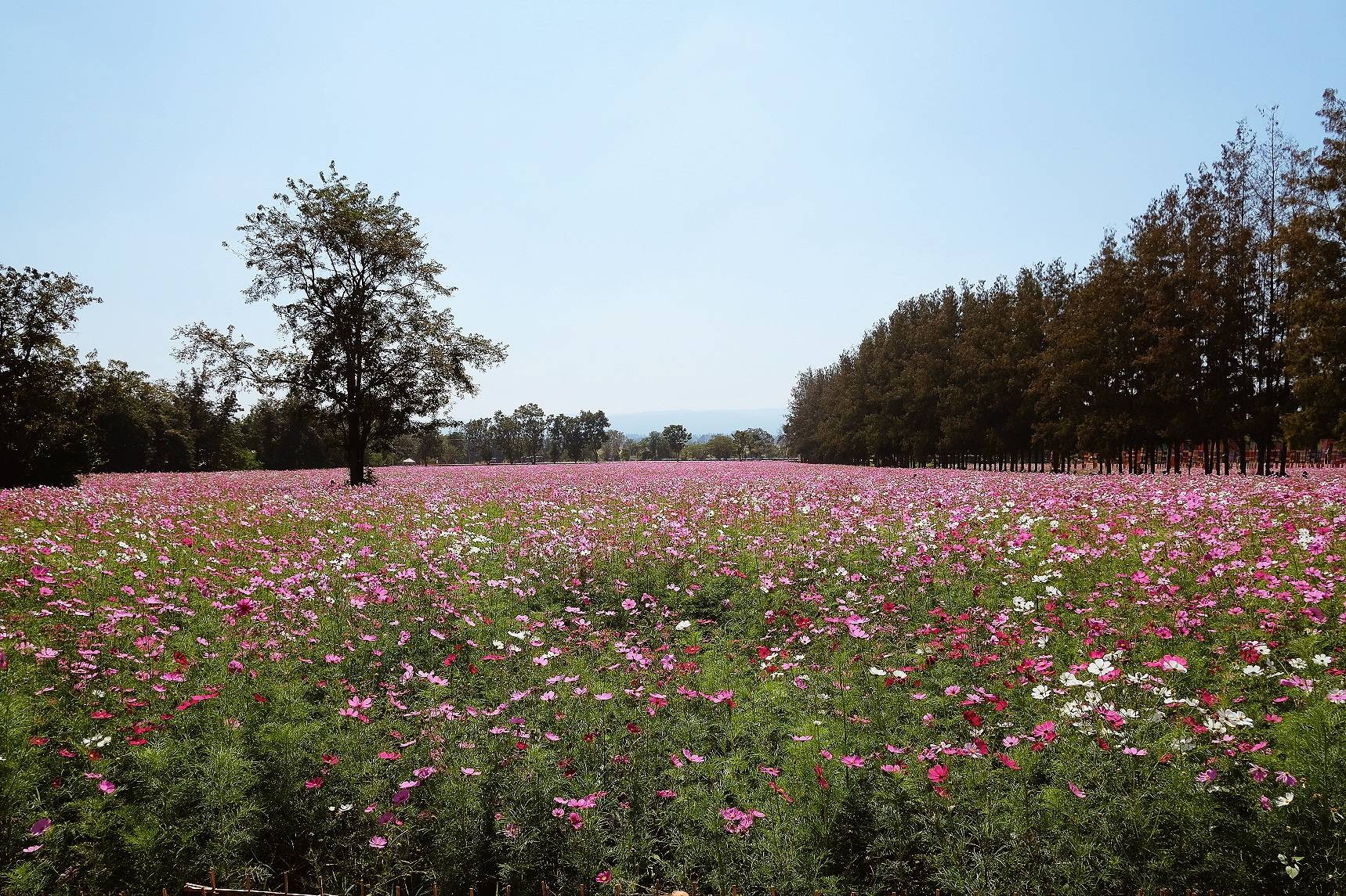 เปิดแล้วจ้า Jim Thompson Farm 2019 - Wongnai Travel