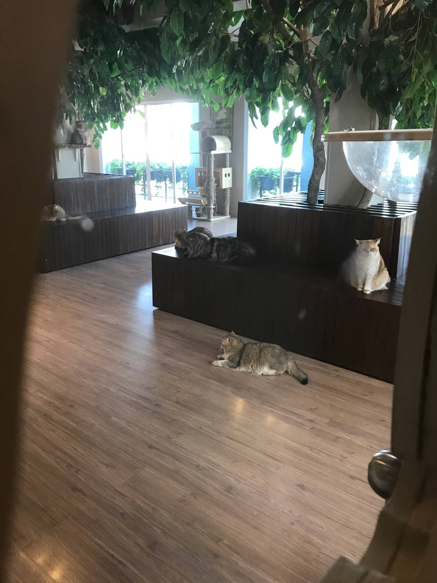 รีวิว Cat Sita House - ทั้งเครื่องดื่มและขนม สุดยอดมาก แมวน่ารักสุดๆ