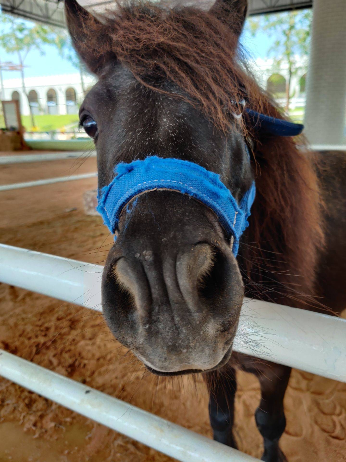 รูป Pipo Pony - Wongnai