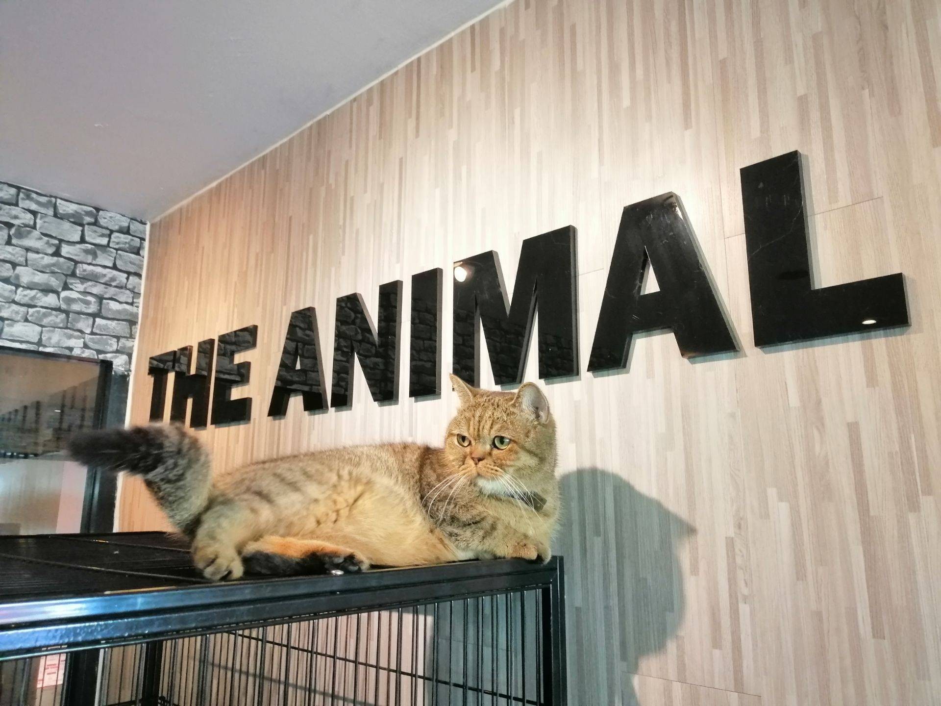 รีวิว The animal Cafe - เริ่มจากโจทย์ที่ว่า คาเฟ่สัตว์ สะอาด สวย สัตว์ ...