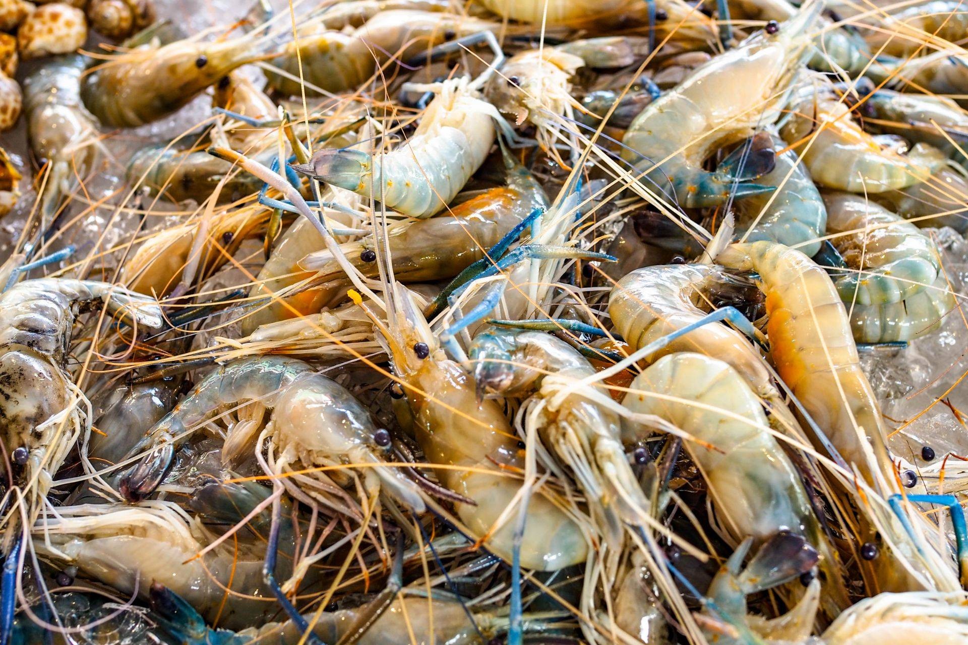 รูป Yuu Buffet สายไหม 14