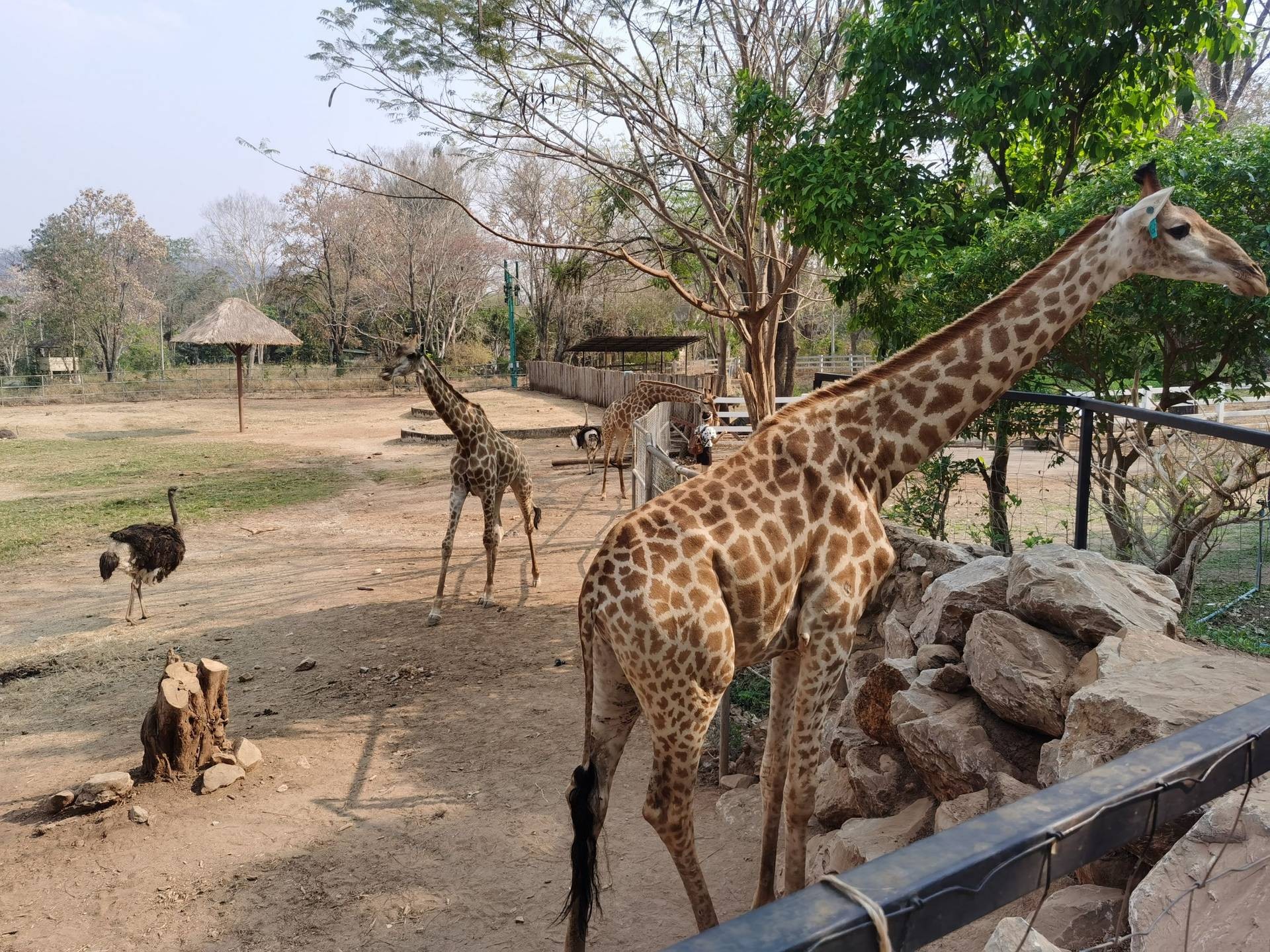 รูป Bonanza Exotic Zoo