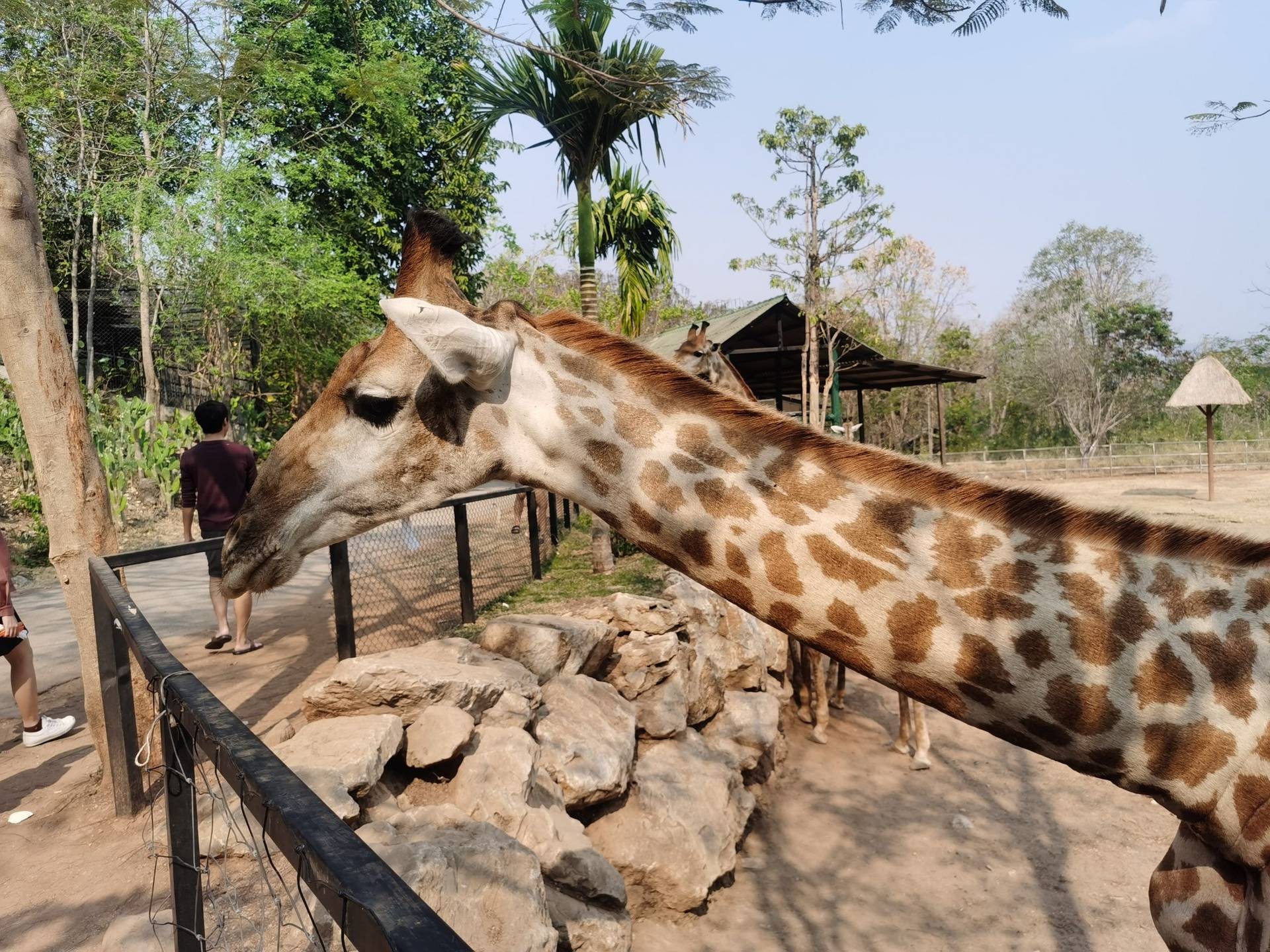 รูป Bonanza Exotic Zoo