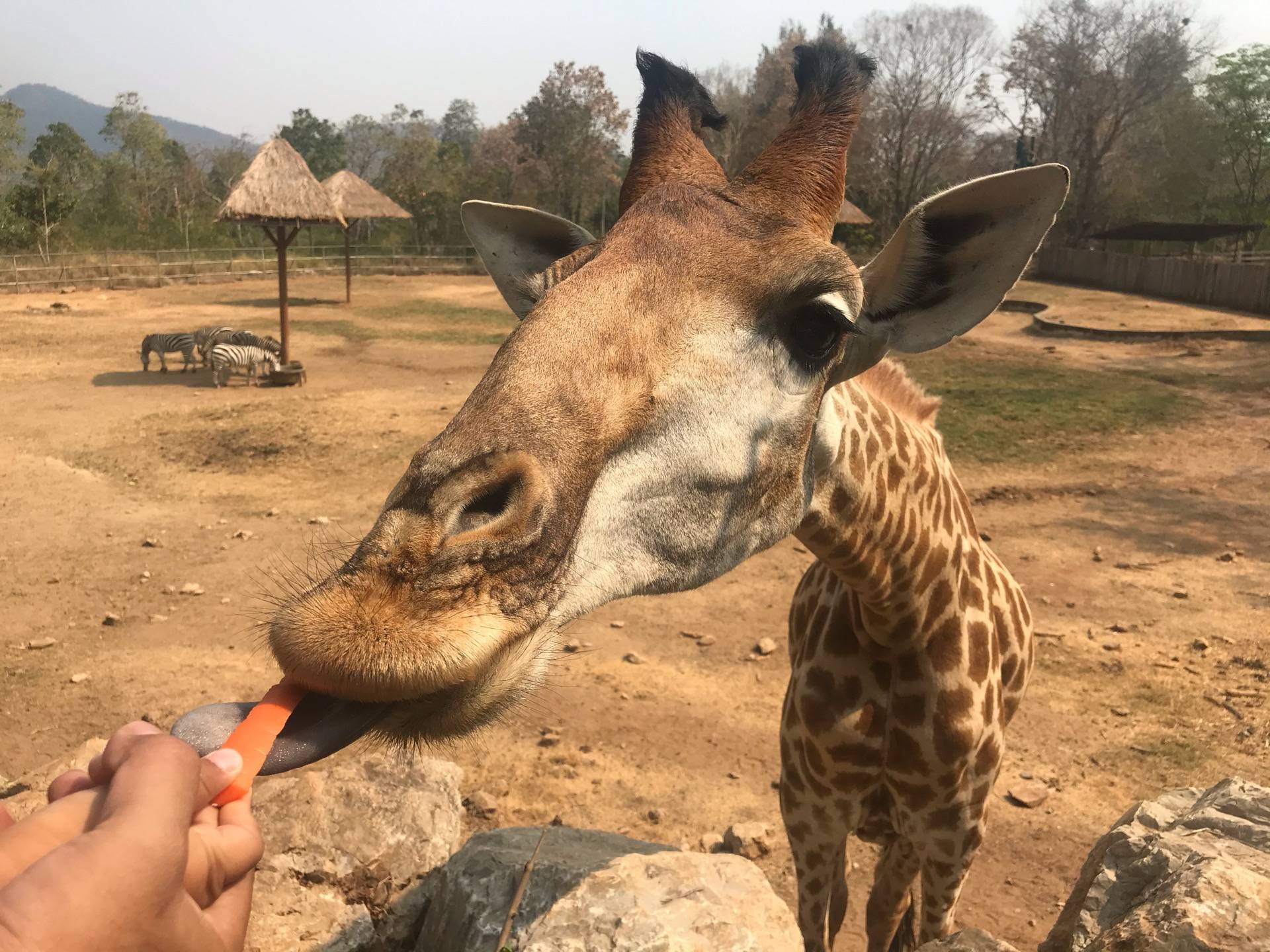 รูป Bonanza Exotic Zoo
