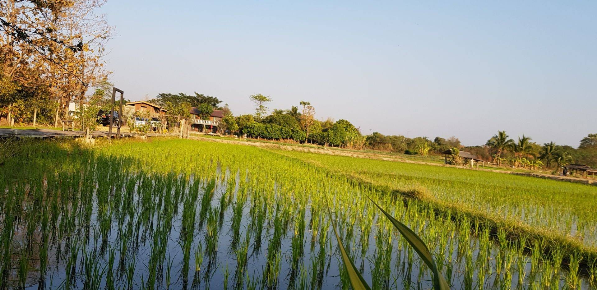 รีวิว Cupfee Or Tree - good view.