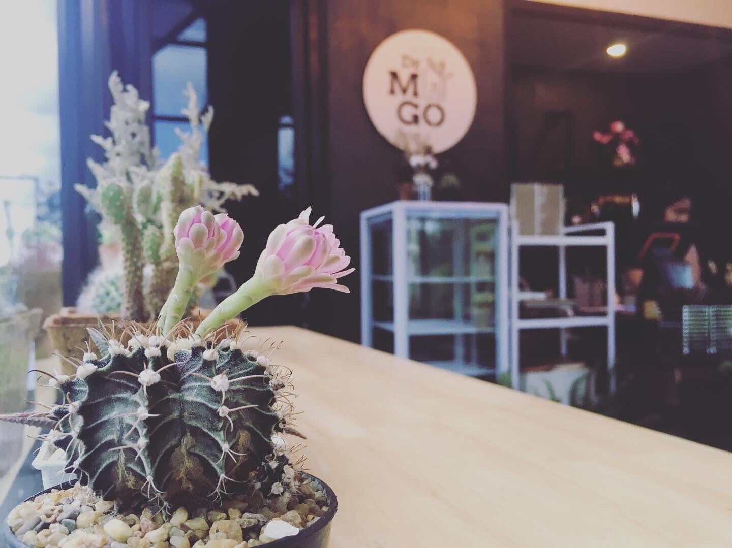 รีวิว เดอมะโก คาเฟ่ DeMago cafe Chumphon - บรรยากาศ ชิคๆ ชิวๆ ร้านอาจดูเหมือนไม่เปิดในกลางวัน555 ...