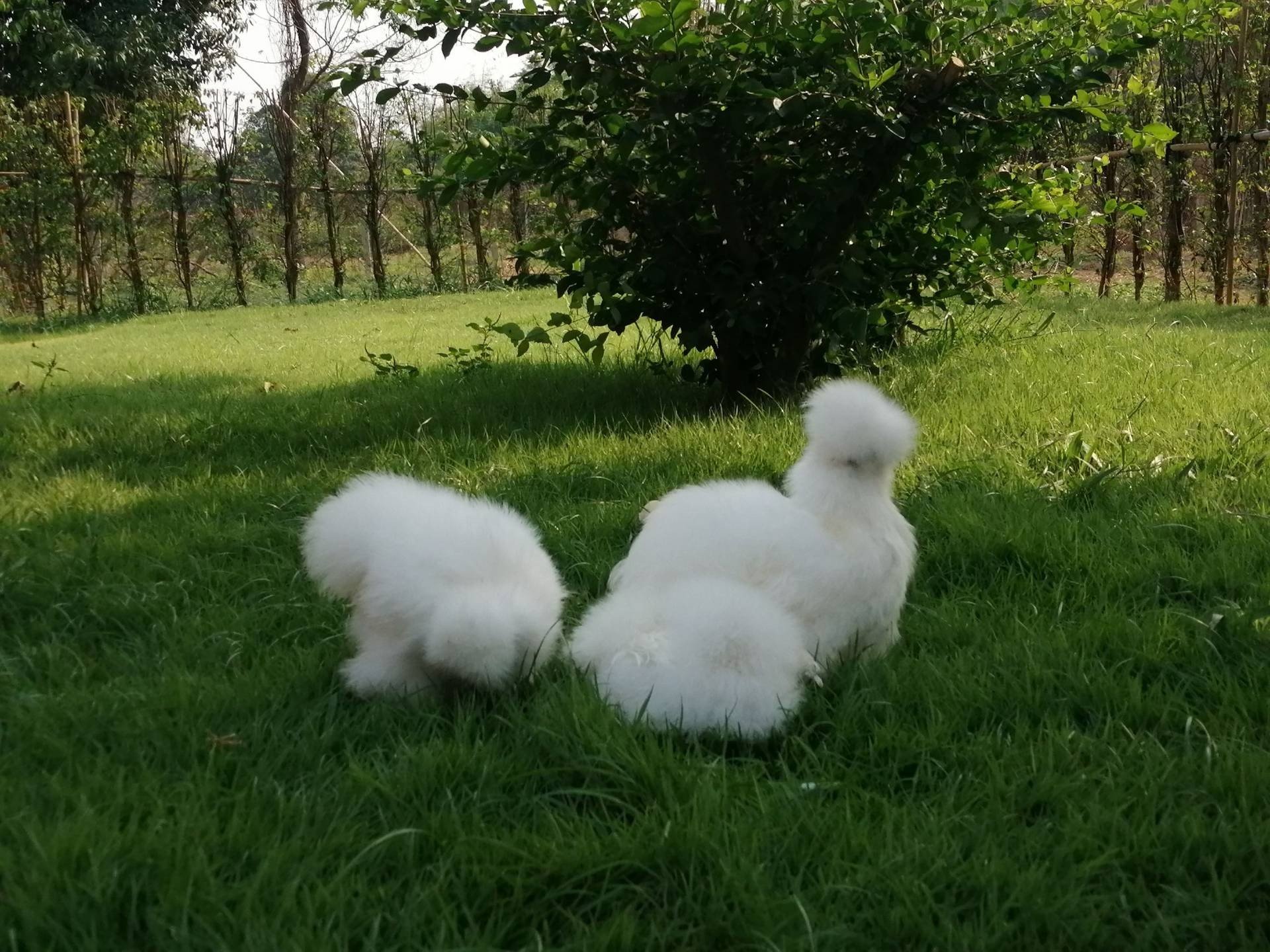 รีวิว TN Chicky Farm - ฟาร์มไก่สวยงามที่เดียวในเพชรบุรีที่เปิดให้เข้า ...