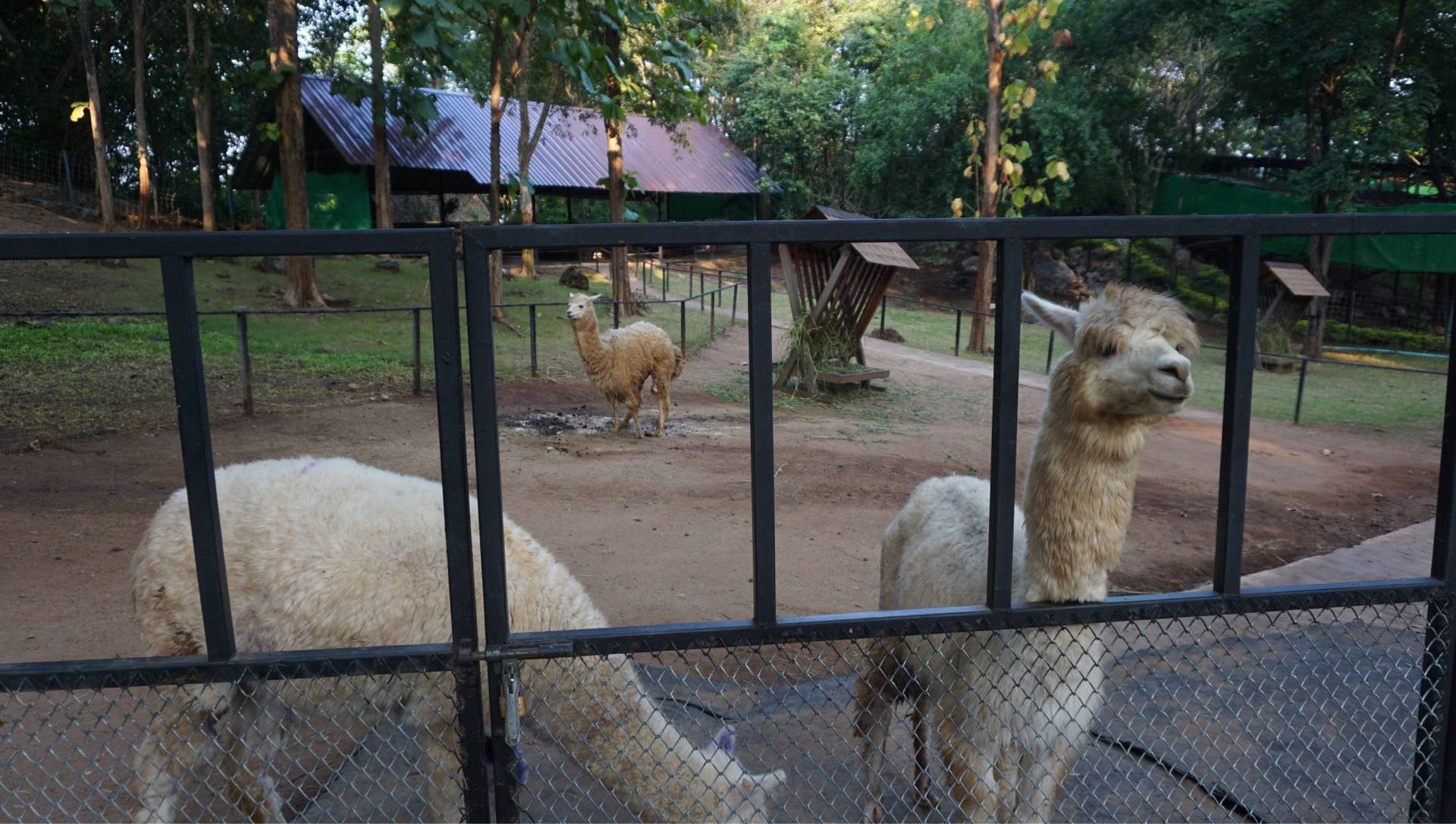 รีวิว Bonanza Exotic Zoo - สวนสัตว์แนวๆ - Wongnai