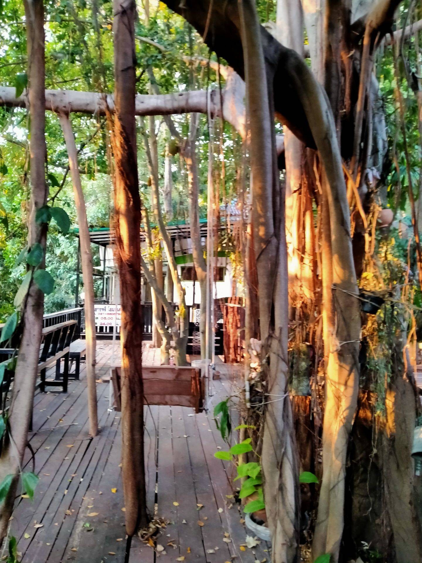 รูป บ้านยางทรีโฮมสเตย์แอทปากช่อง - Wongnai