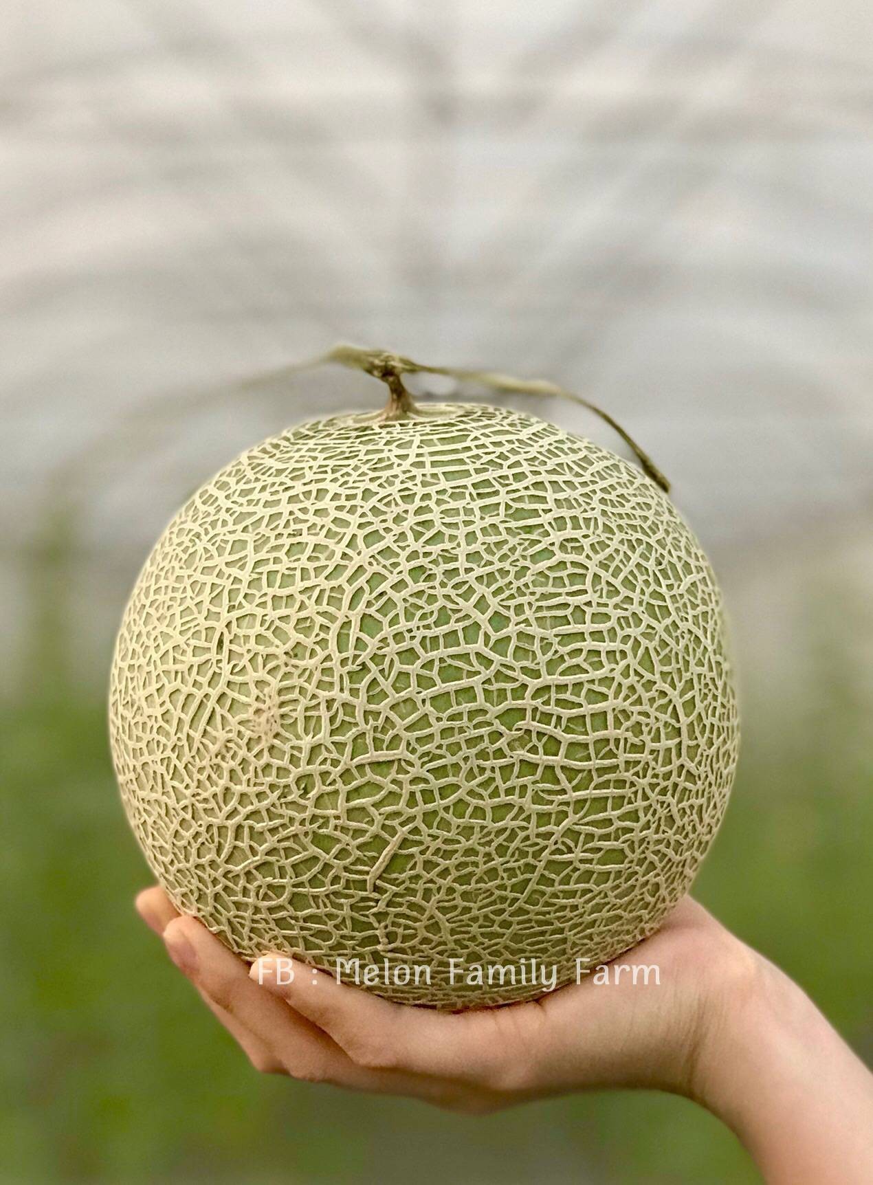 ร้าน Melon Family Farm | รีวิวร้านอาหาร