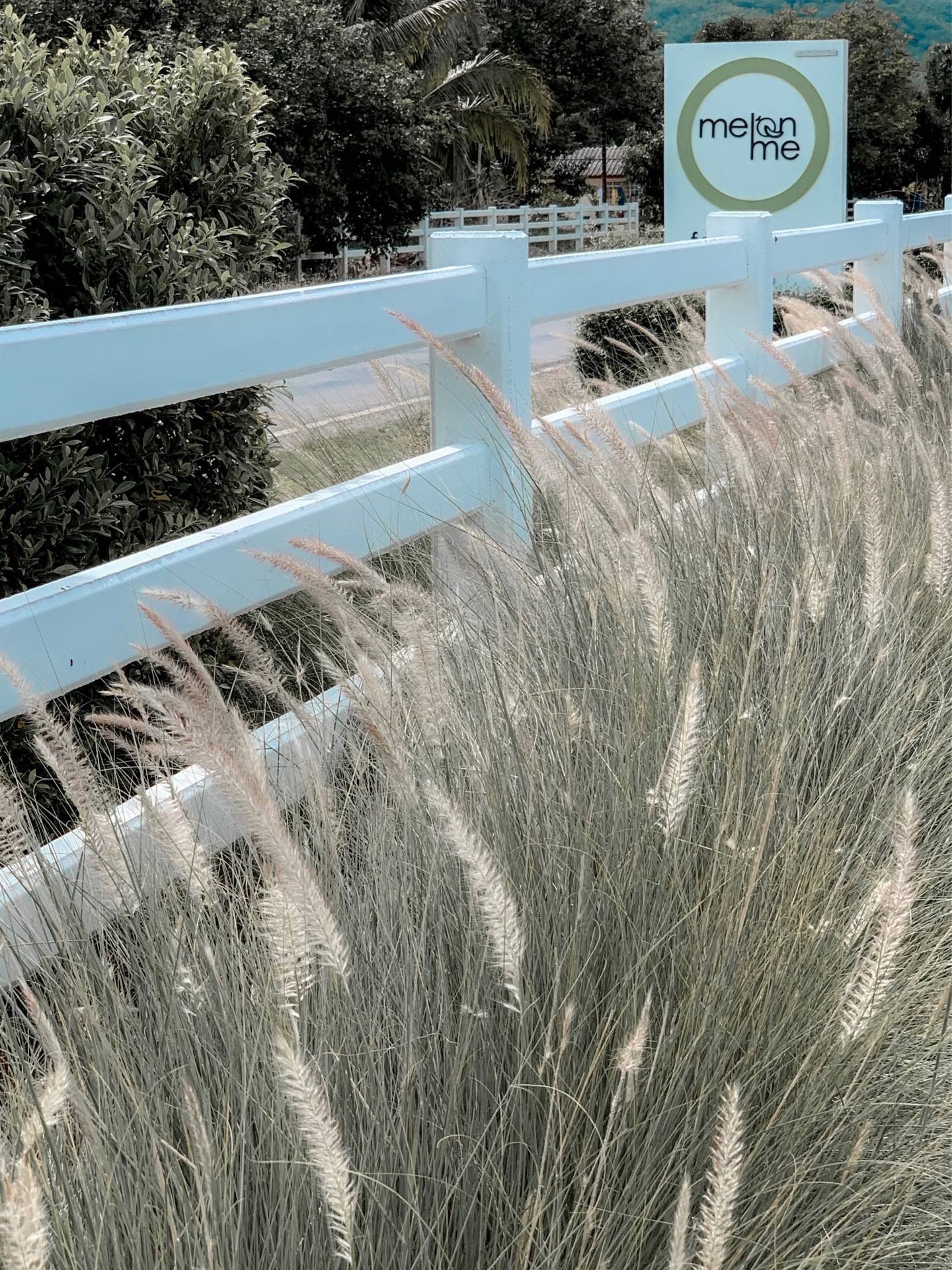 รีวิว Melon Me - ฟาร์มเมล่อน นาสาร จังหวัดสุราษฎร์ธานี - Wongnai