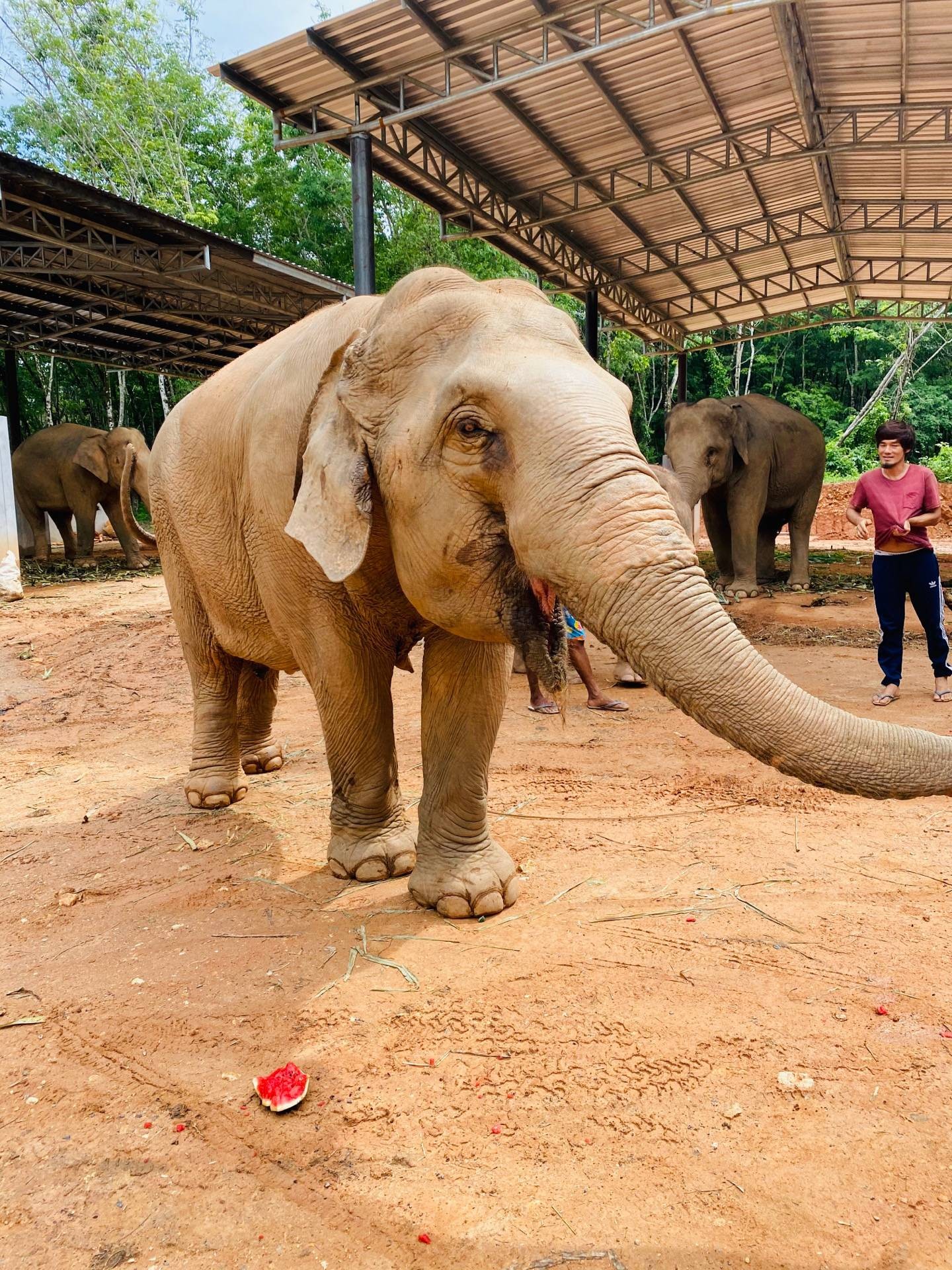 All Elephant Home Phuket (ออลล์ เอลเลเฟ่นท์ โฮม ภูเก็ต) - รีวิวสถานที่ ...
