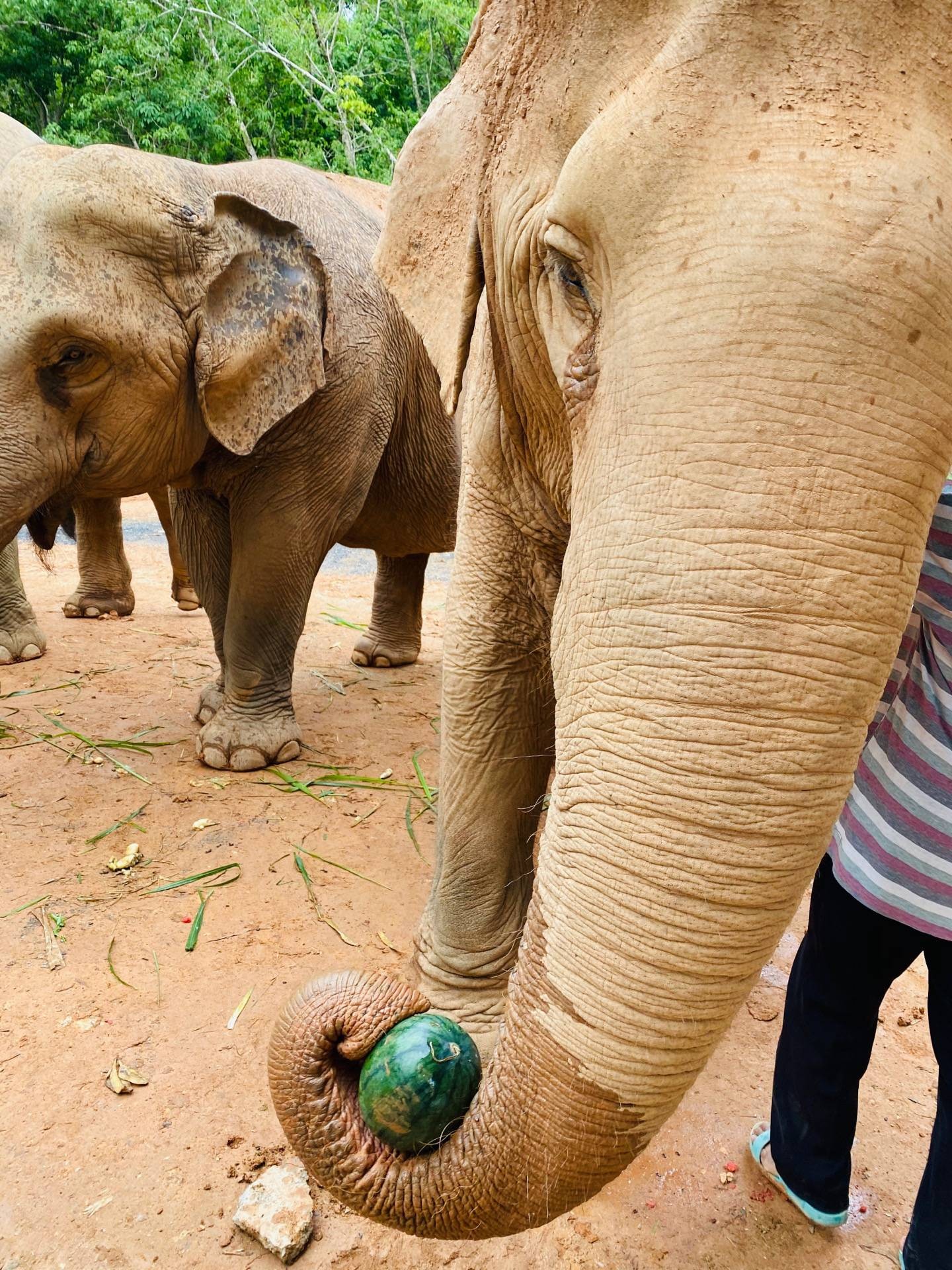 All Elephant Home Phuket (ออลล์ เอลเลเฟ่นท์ โฮม ภูเก็ต) - รีวิวสถานที่ ...