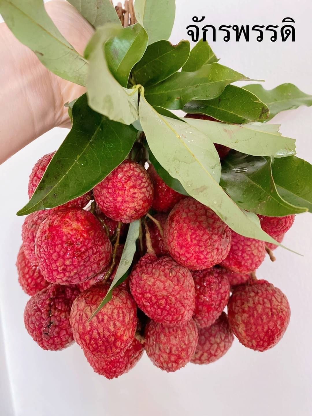 ร้าน Bee fruit ผลไม้สดและมันหวาน | รีวิวร้านอาหาร