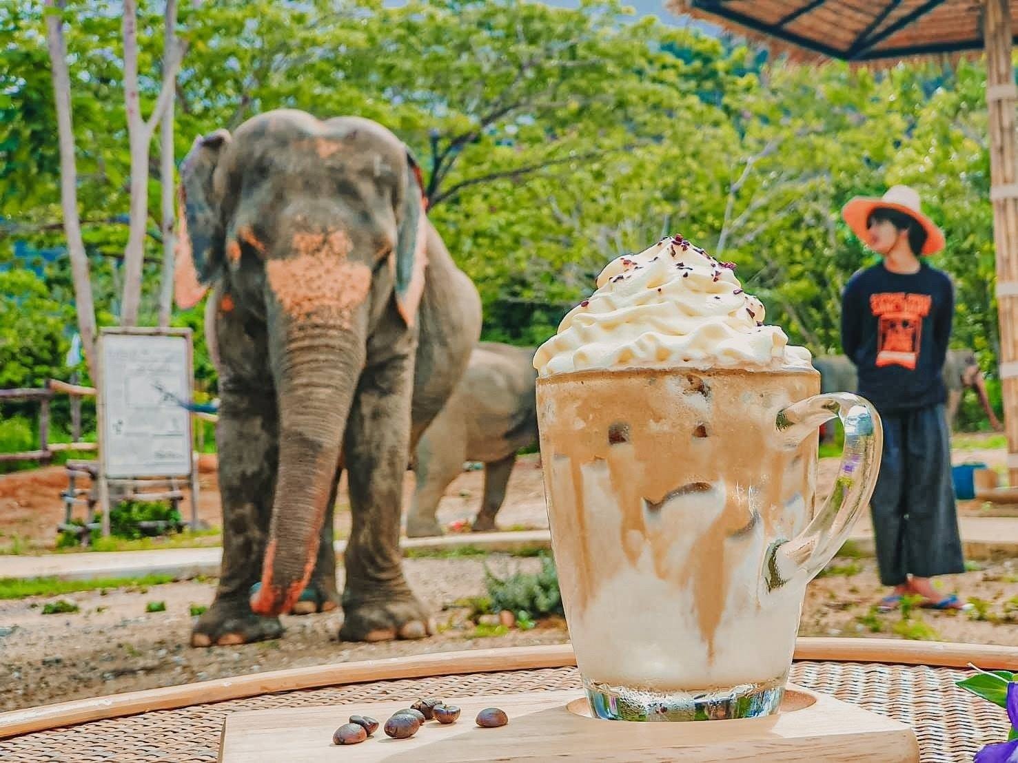 ร้าน Elephant Jungle Cafe | รีวิวร้านอาหาร
