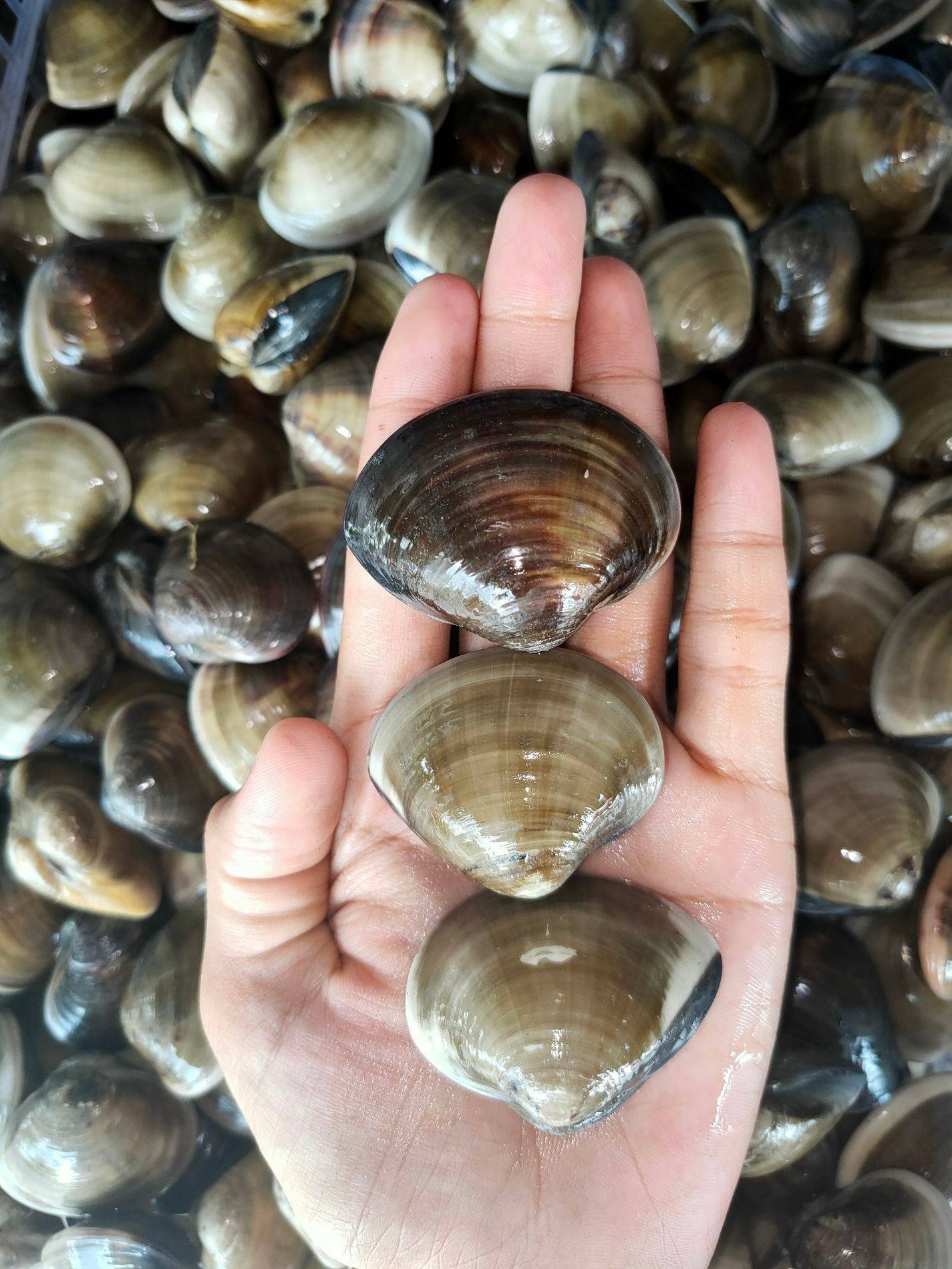 ราชาหอยทะเลเดือด - สั่งอาหารเดลิเวอรี | Wongnai x LINE MAN