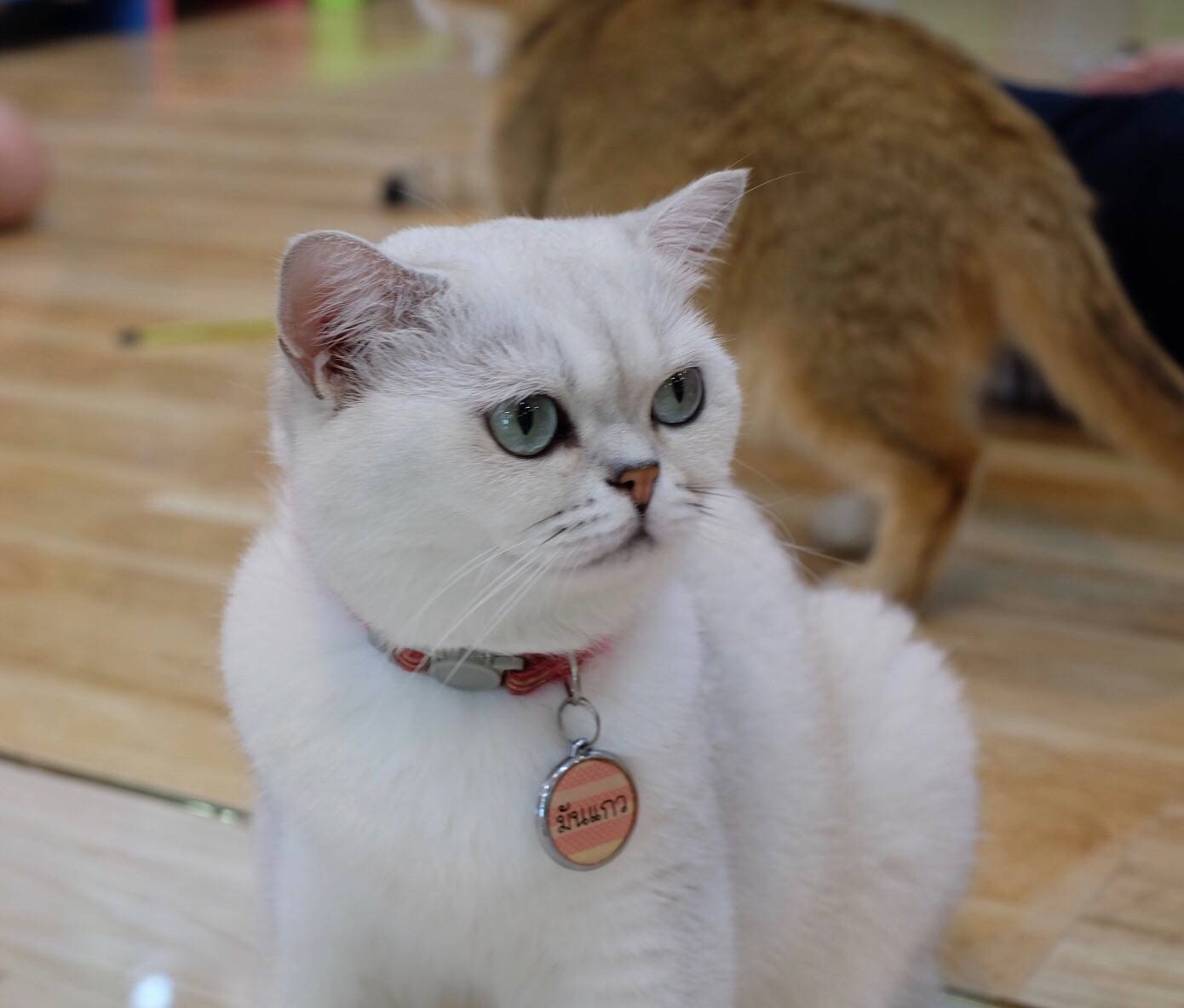 รีวิว Chill cat cafe - กาแฟสด เพชรเกษม110 - คาเฟ่แมว เยอะและน่ารักมาก