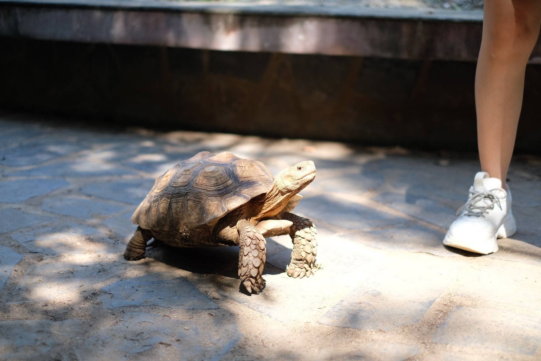 รีวิว Bonanza Exotic Zoo - Bonanza Exotic Zoo