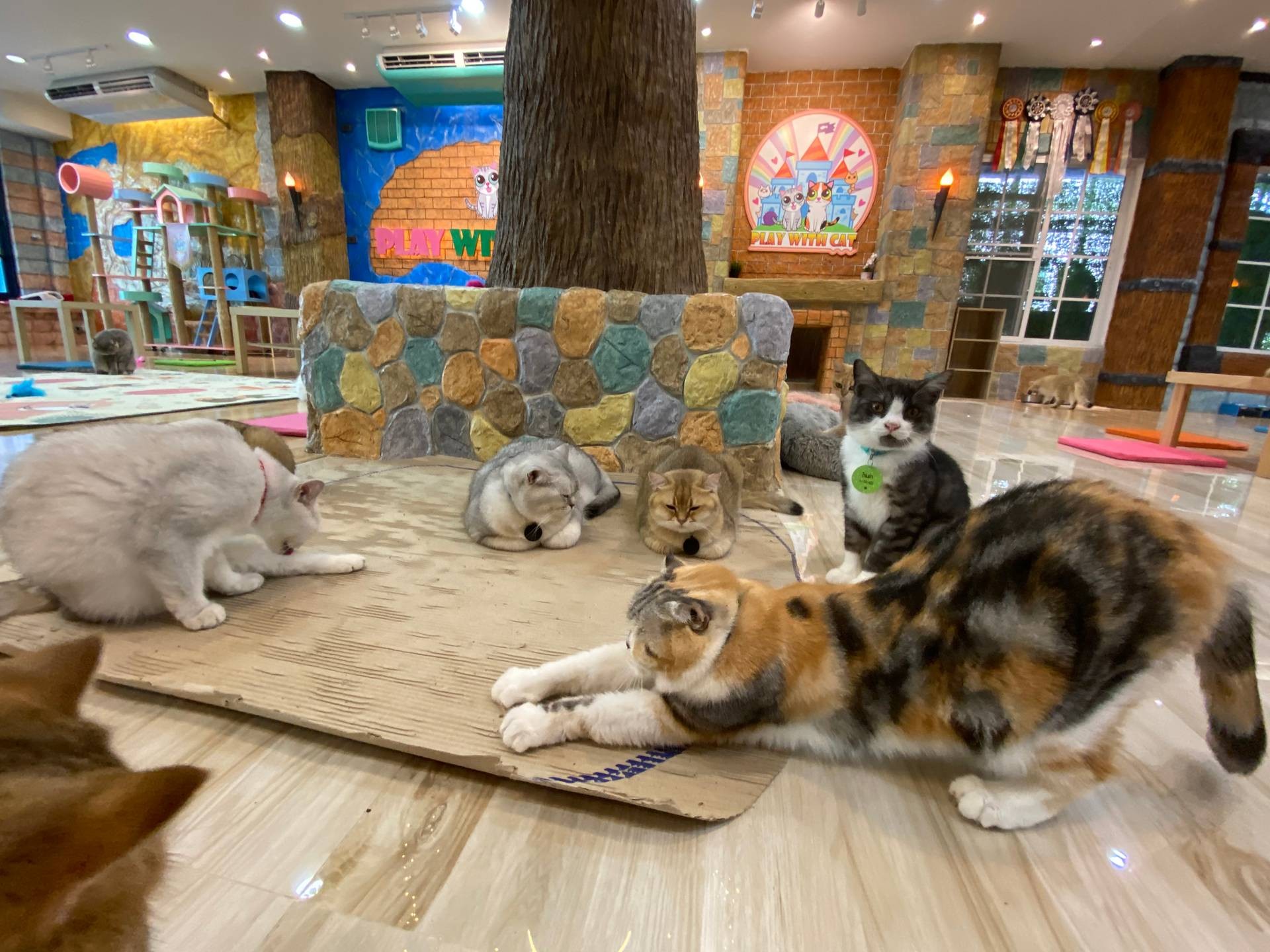 รีวิว Chill cat cafe - กาแฟสด เพชรเกษม110 - น้องแมวอ้วนน่ารักเต็มไปหมด ...