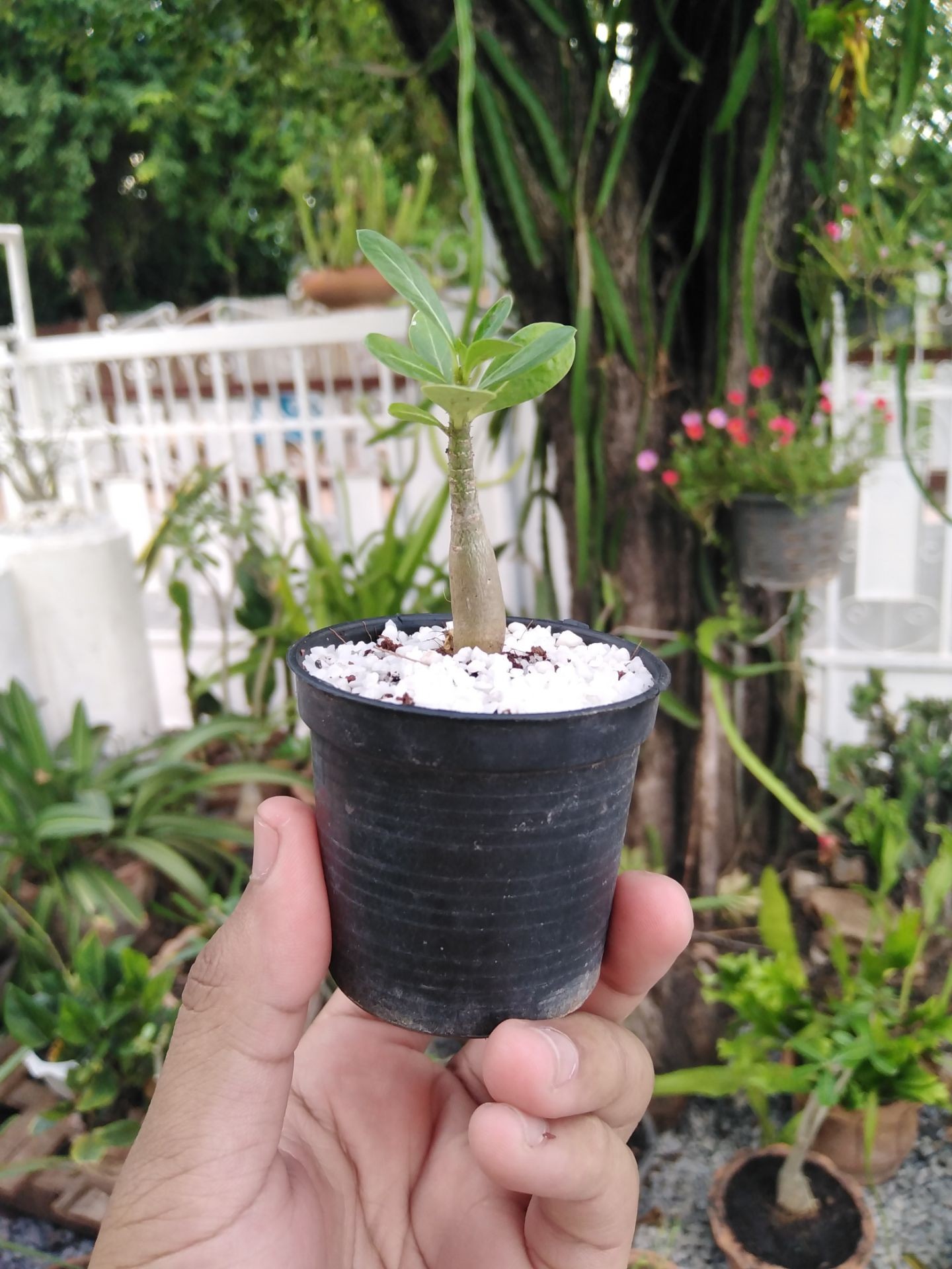 ร้าน PholDee.ผลดี | รีวิวร้านอาหาร