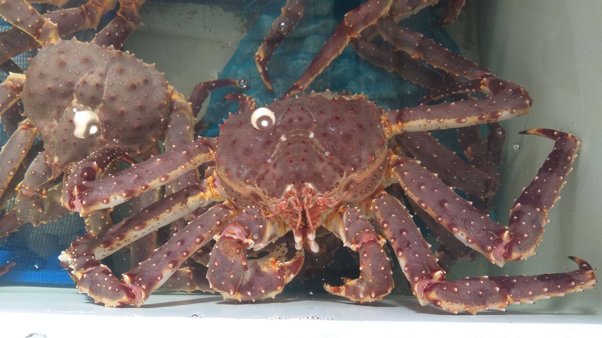 รีวิว SHINSEN FISH MARKET - ตลาดสดขายอาหารซีฟู้ดของญี่ปุ่นที่ปรุงอาหาร ...