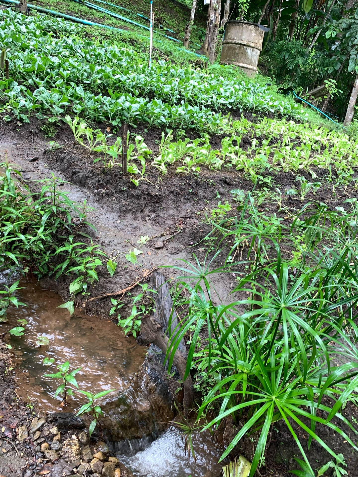 รูป River rock cafe hill Sine 2020