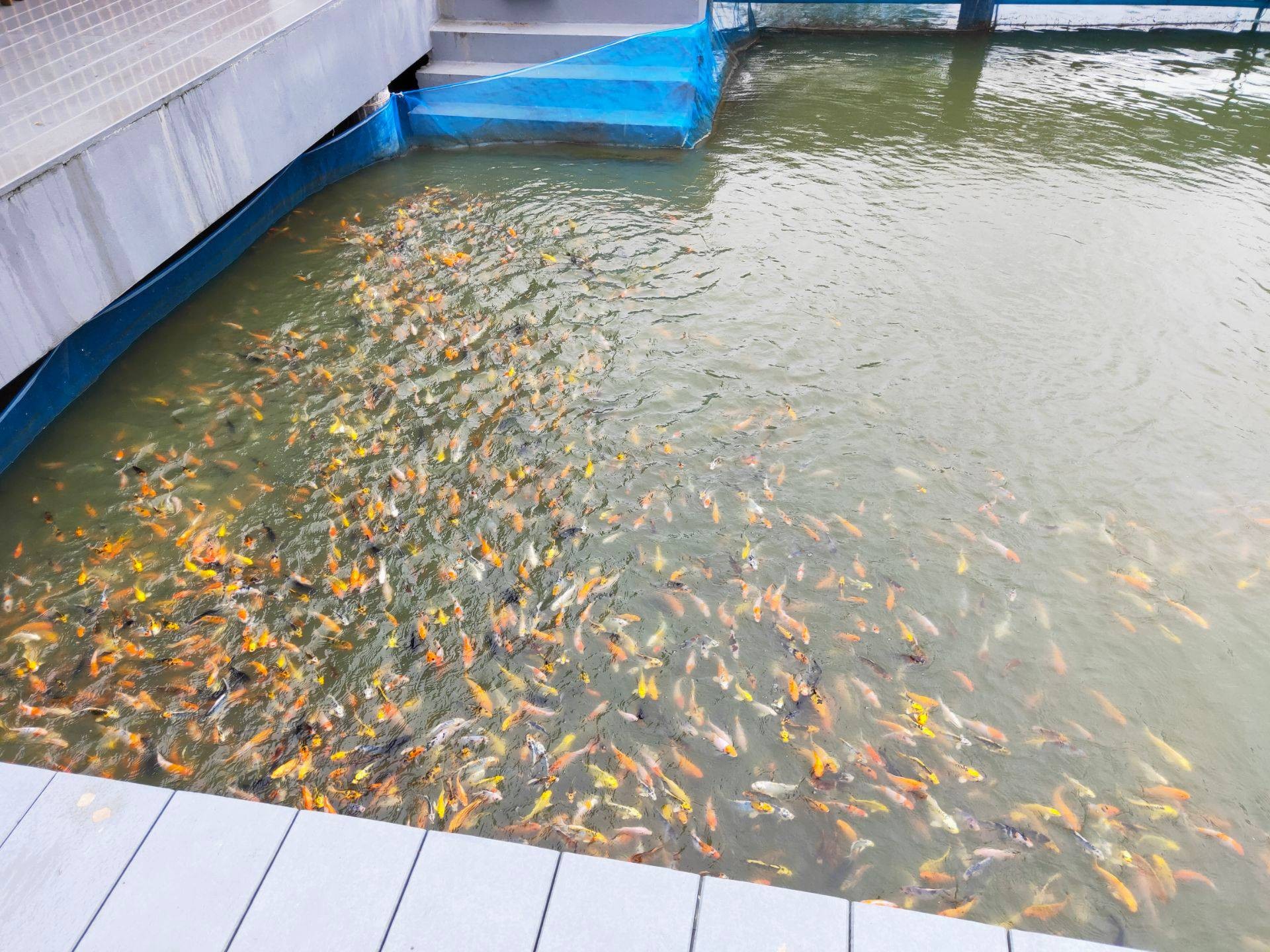 รูป ชมปลาคาเฟ่ จันทบุรี