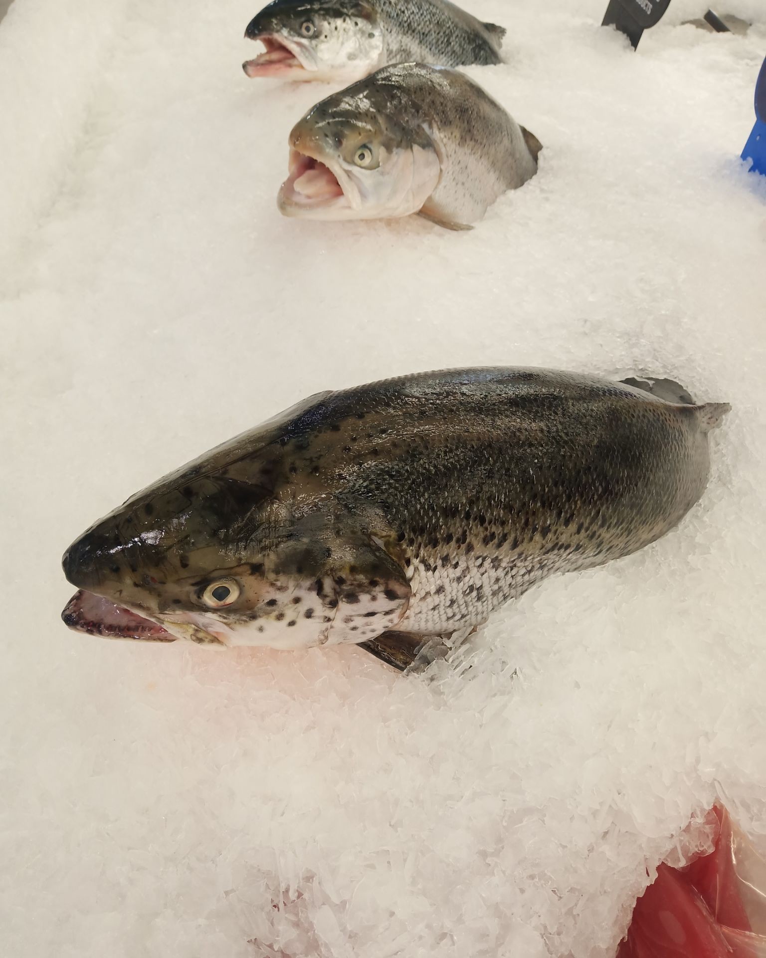 ปลาแซลมอน ร้าน SASHA STEAK HOUSE. - Wongnai