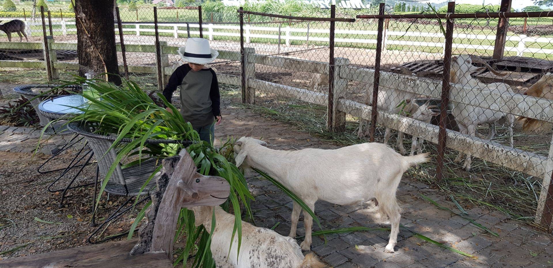 รูป My Ozone Khao Yai - Wongnai