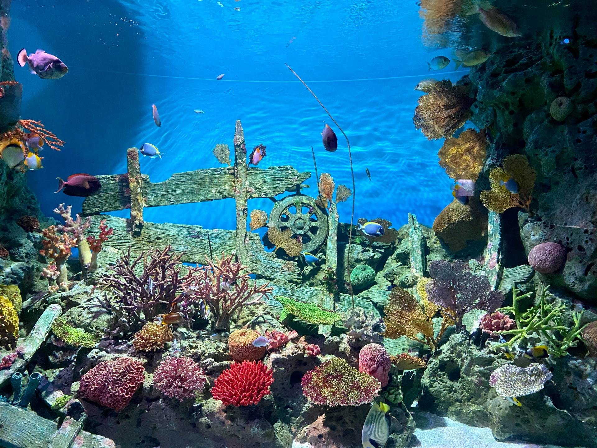 รูป Sea Life Bangkok Ocean World - Wongnai