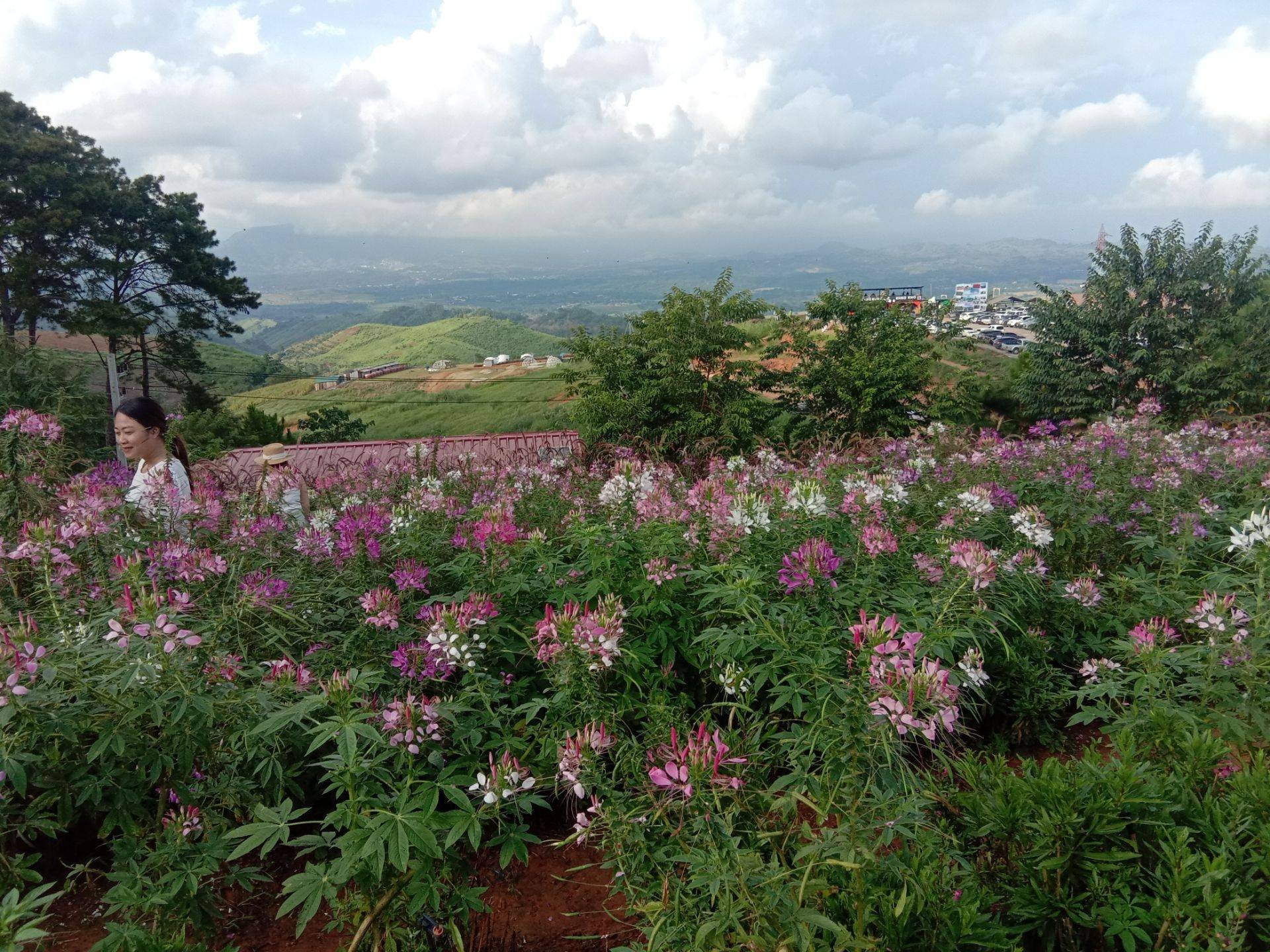 รีวิว GB Farm - ชอบดอกไม้ต้องไม่พลาด