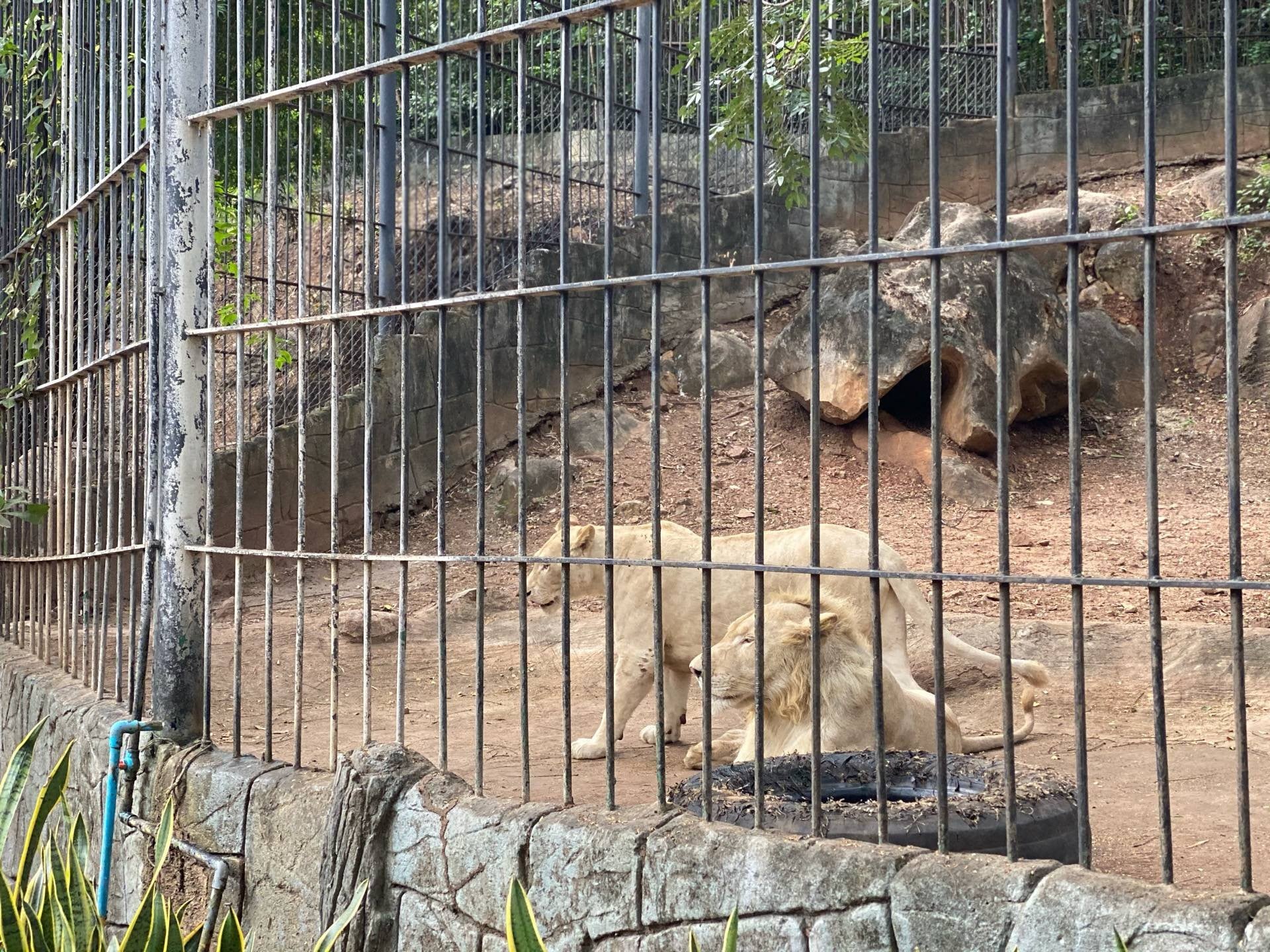 รูป Bonanza Exotic Zoo - Wongnai