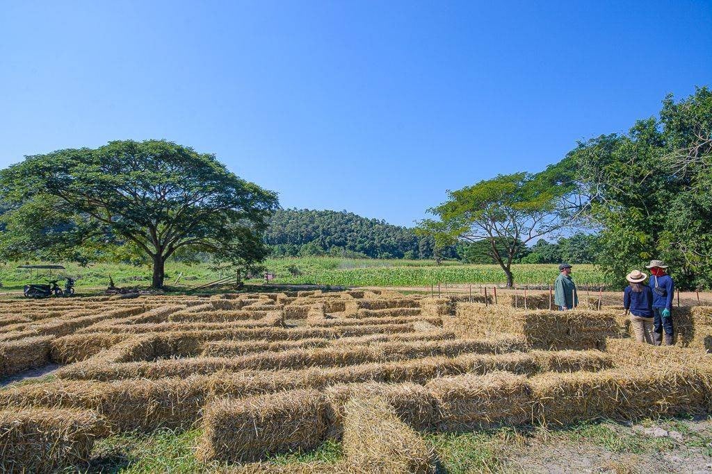 A maze in Thailand (เขาวงกตไร่ข้าวโพด) - รีวิวสถานที่ท่องเที่ยว - Wongnai