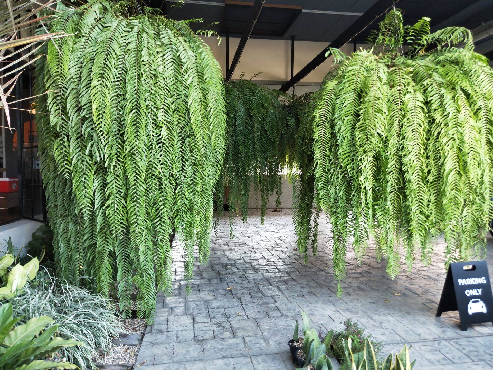 รูป Before SunSet Cafe' Chiangmai