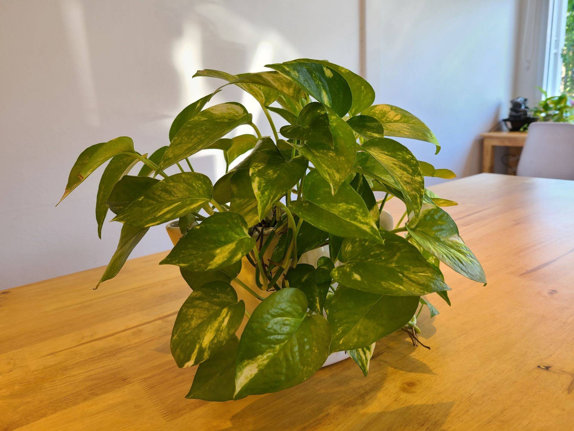 ร้าน Mol Coffee | รีวิวร้านอาหาร