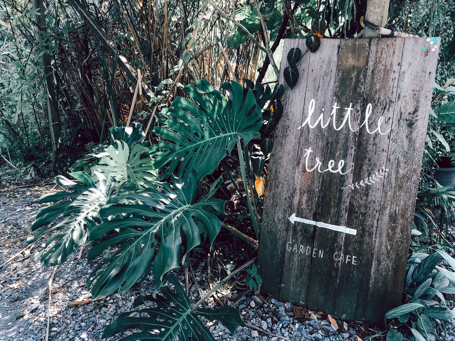 รีวิว Little Tree Garden บ้านใหม่ - คาเฟ่ ธรรมชาติๆ - Wongnai