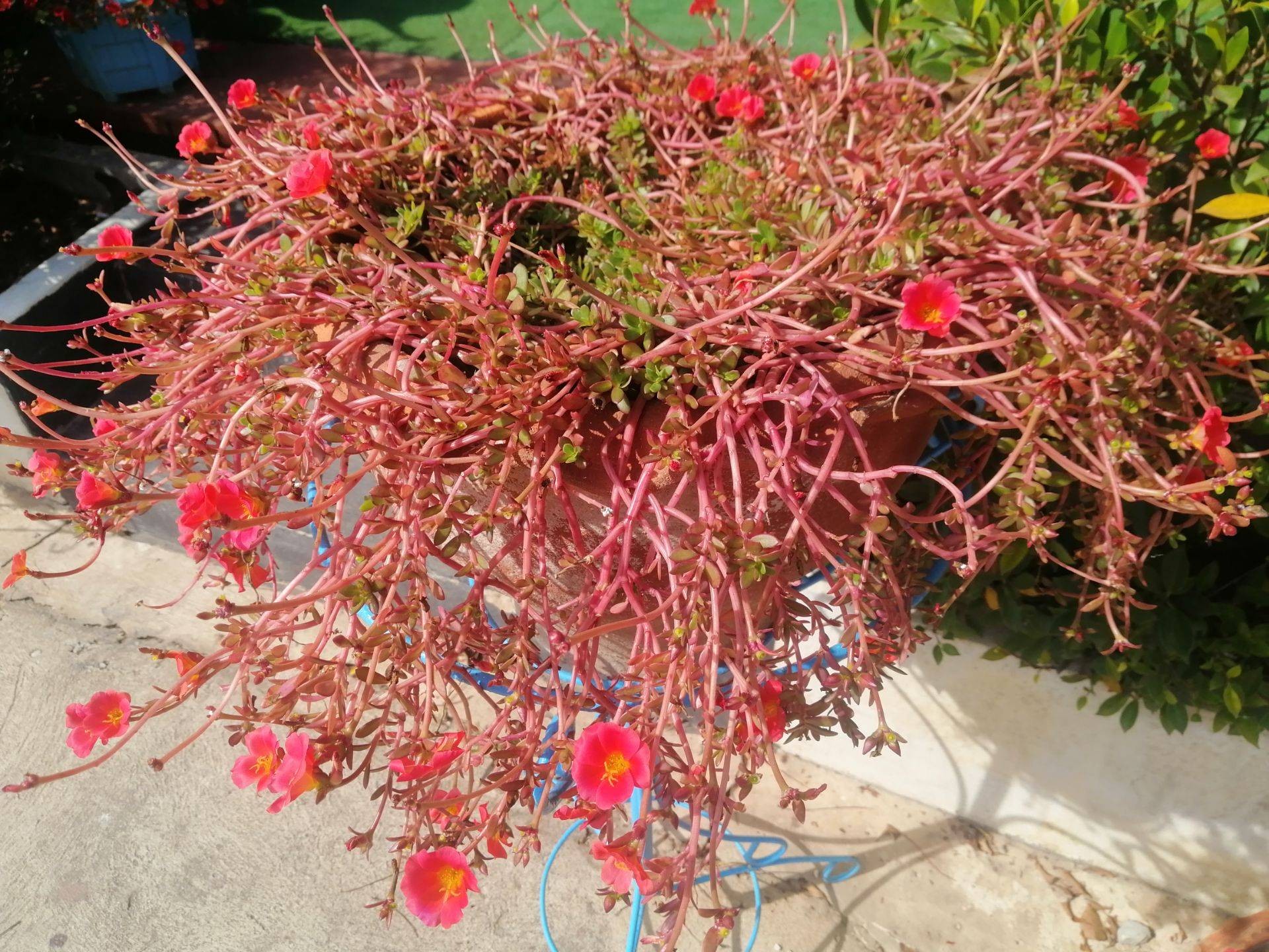 รีวิว The Y2f Coffee House วังน้ำเขียว - กาแฟกับชาเย็นรสชาติดีมาก