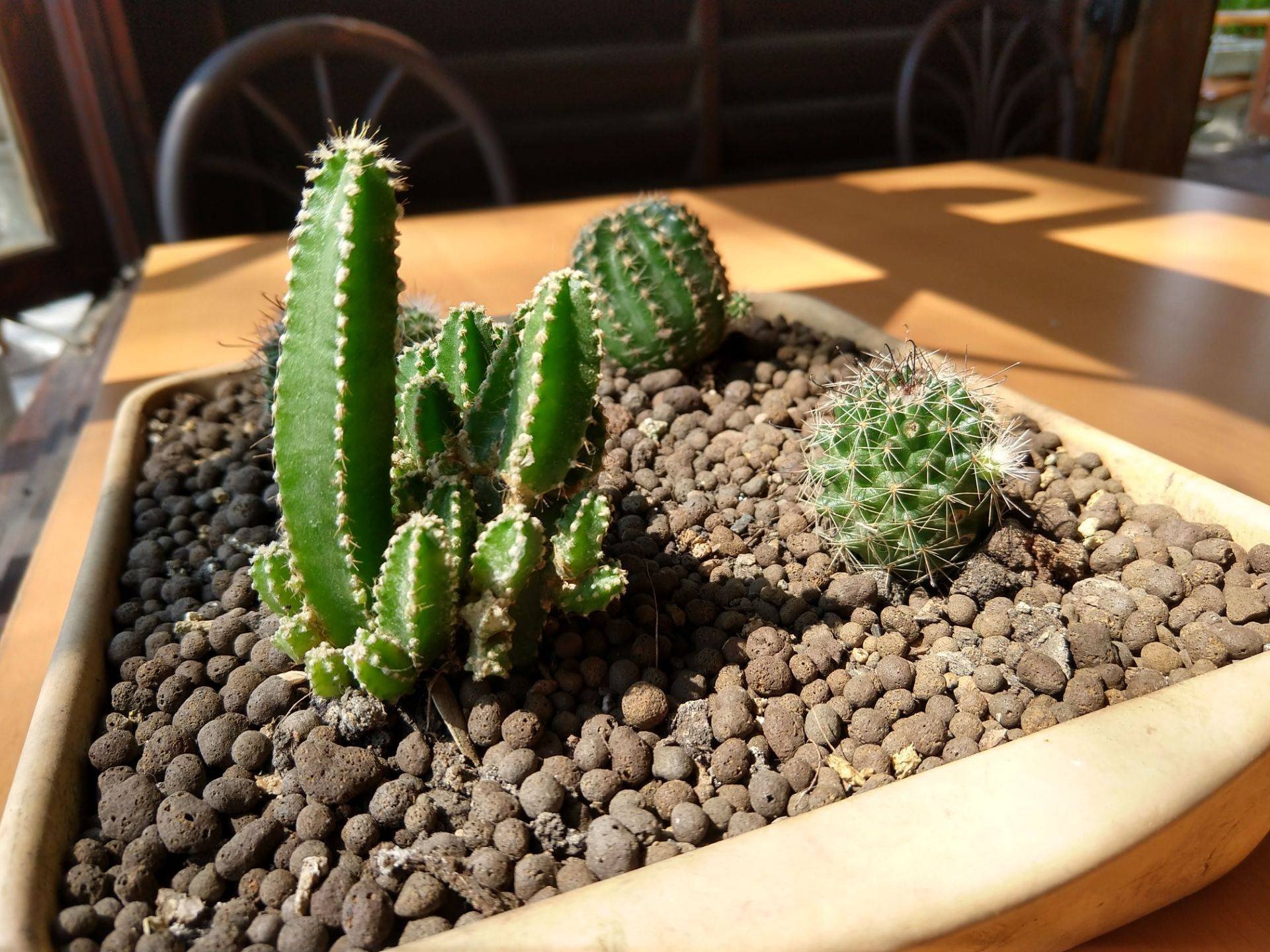 รีวิว Uncle Tree - ก็ดี....... - Wongnai