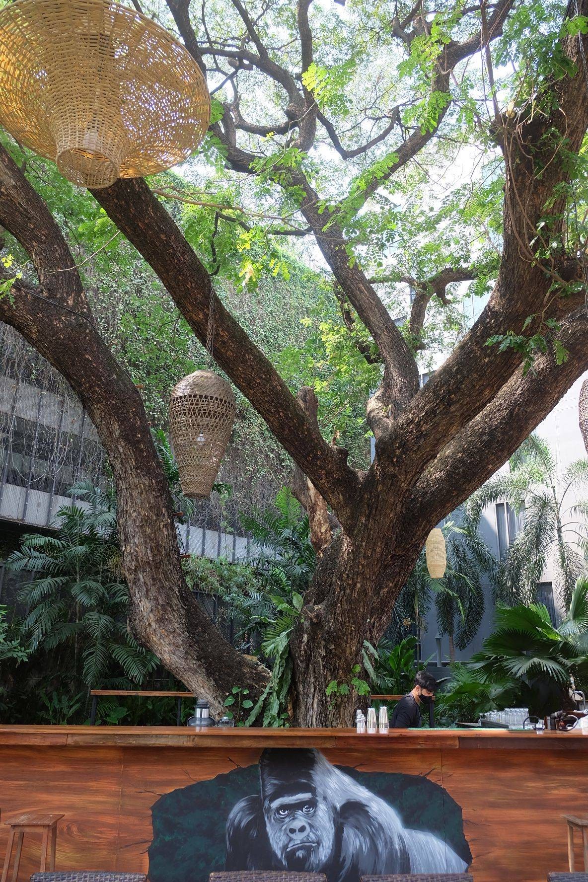 รูป Monkey POD