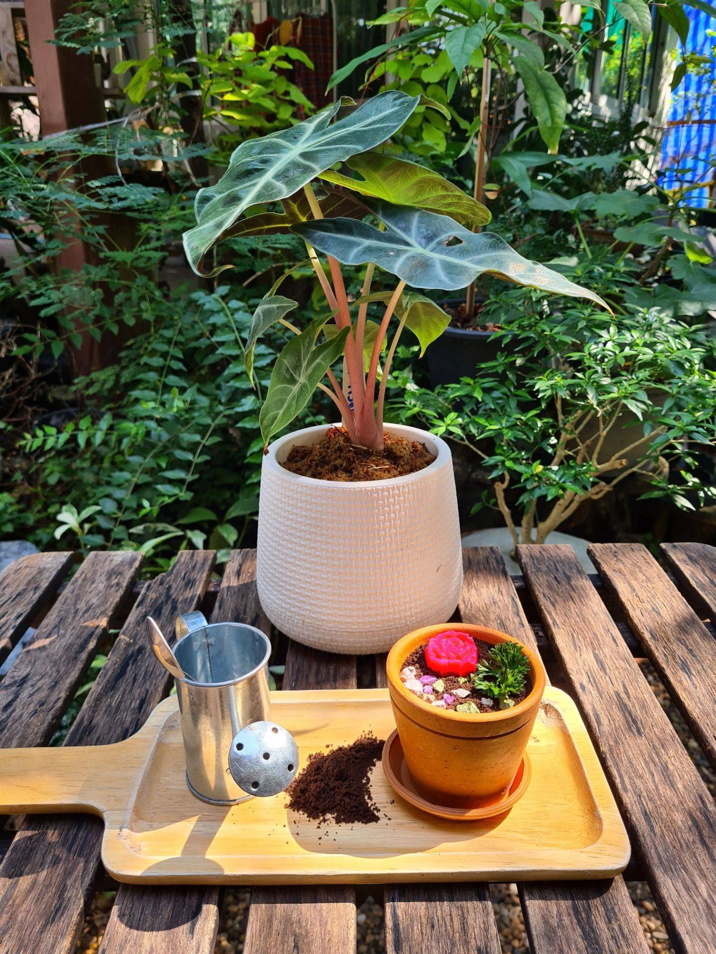 รีวิว Flowerpot Cafe' - เค้กกระถางน่ารักๆที่ Flower Pot Cafe - Wongnai