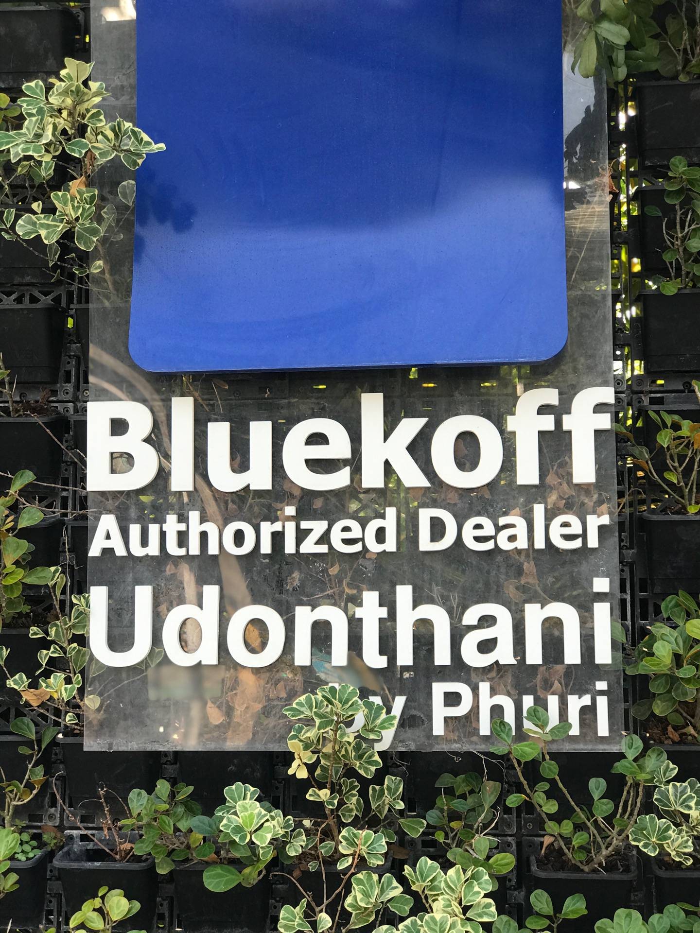 รูป Bluekoff Udon