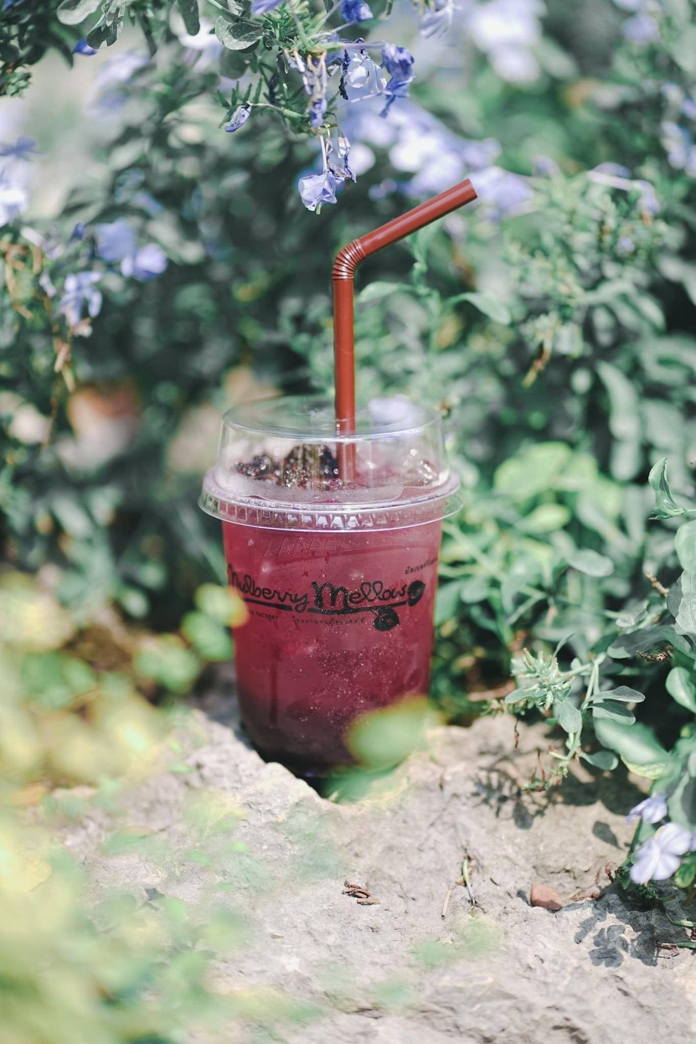 รูป Mulberry Mellow แคชเชียร์ร้าน 1