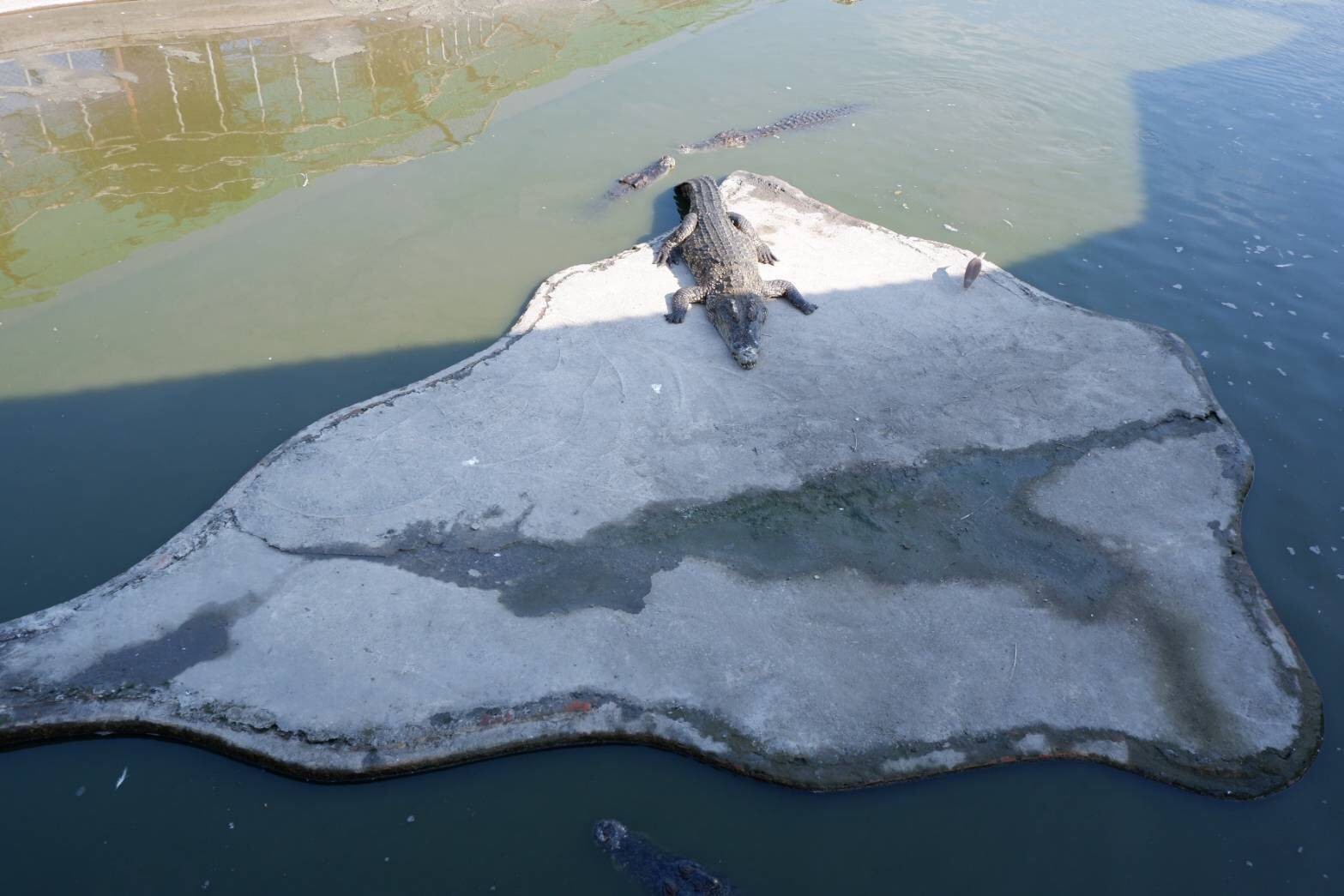 รีวิว ฟาร์มจระเข้สมุทรปราการ - Chillin’ day with the crocs