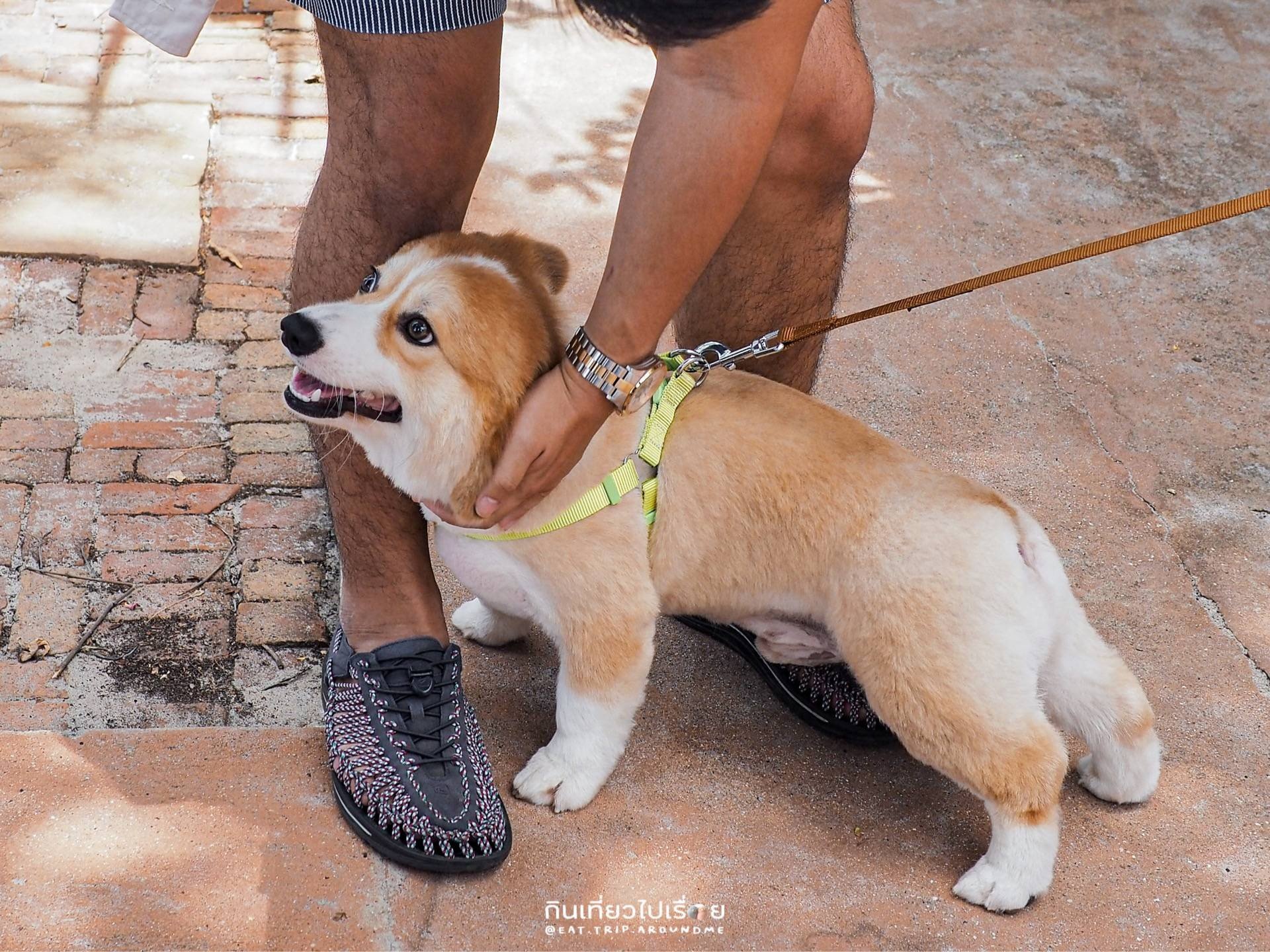 รูป DRIP RIM LAY