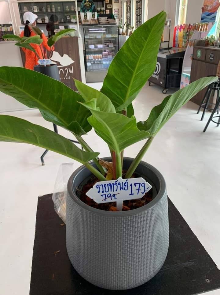 รีวิว Neo Farm Thailand - Neo Farm บางแพ ราชบุรี สนุกได้ทั้งครอบครัว