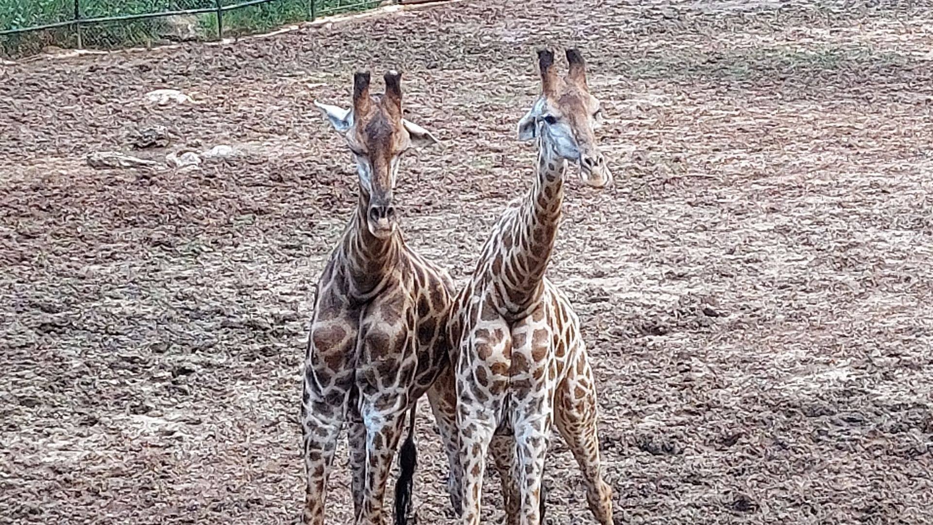 รูป Bonanza Exotic Zoo - Wongnai