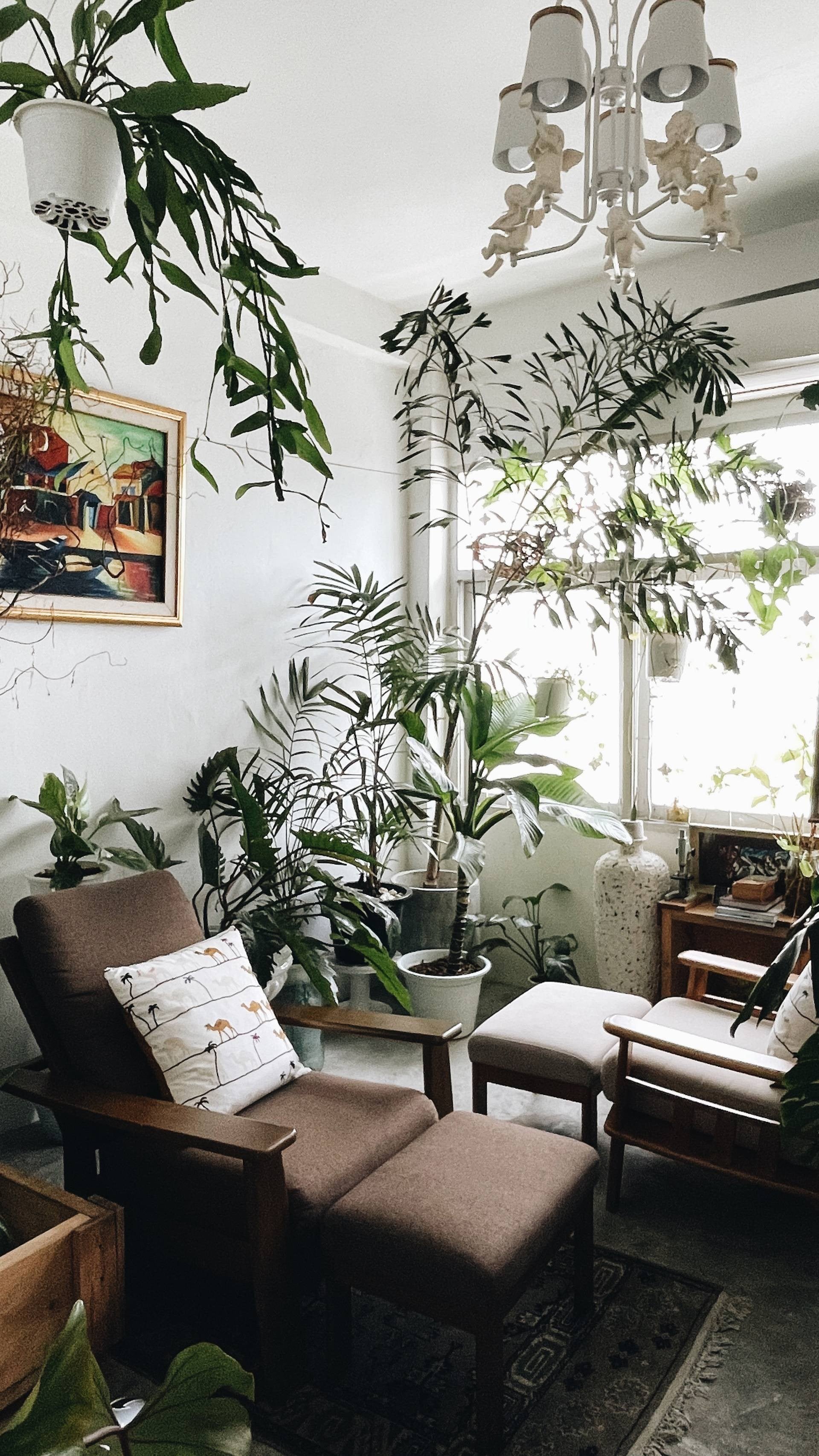 Masonia Tree & Coffee Cafe