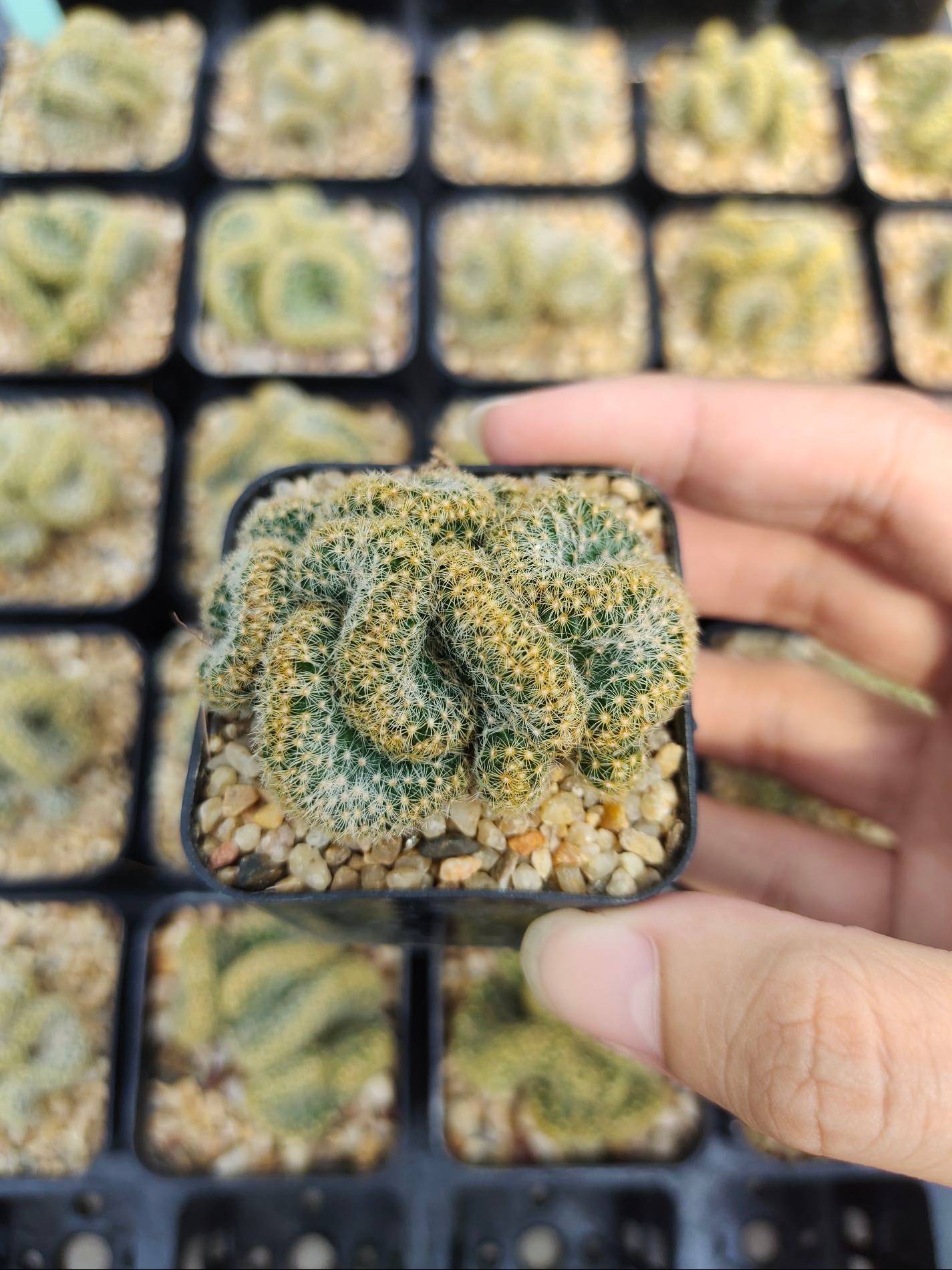 Donut Cactus - สั่งอาหารเดลิเวอรี | Wongnai x LINE MAN