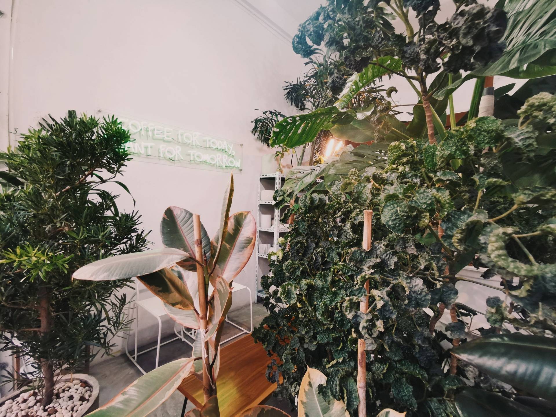 รีวิว Masonia Tree & Coffee Cafe - คาเฟ่และต้นไม้